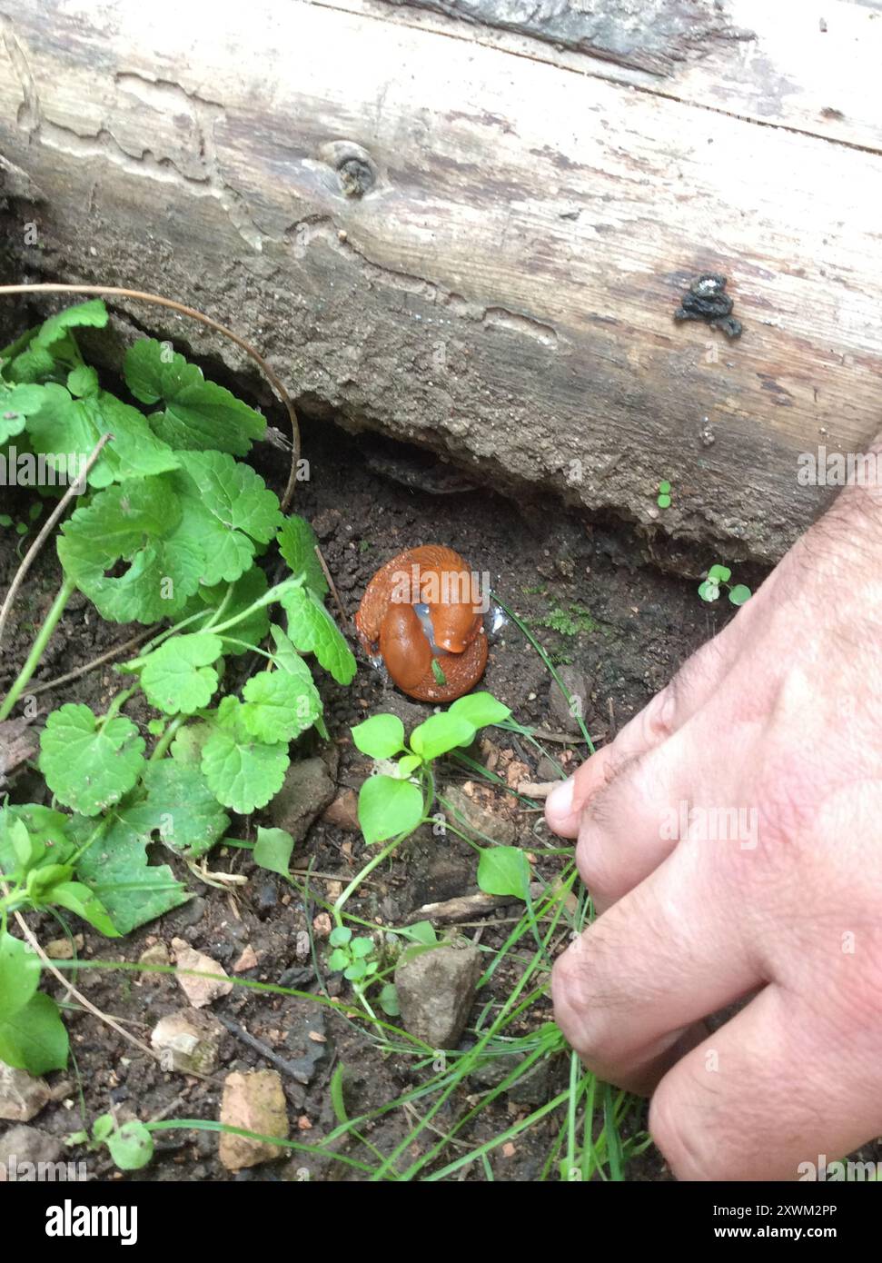 Spanish Slug (Arion vulgaris) Mollusca Stock Photo - Alamy