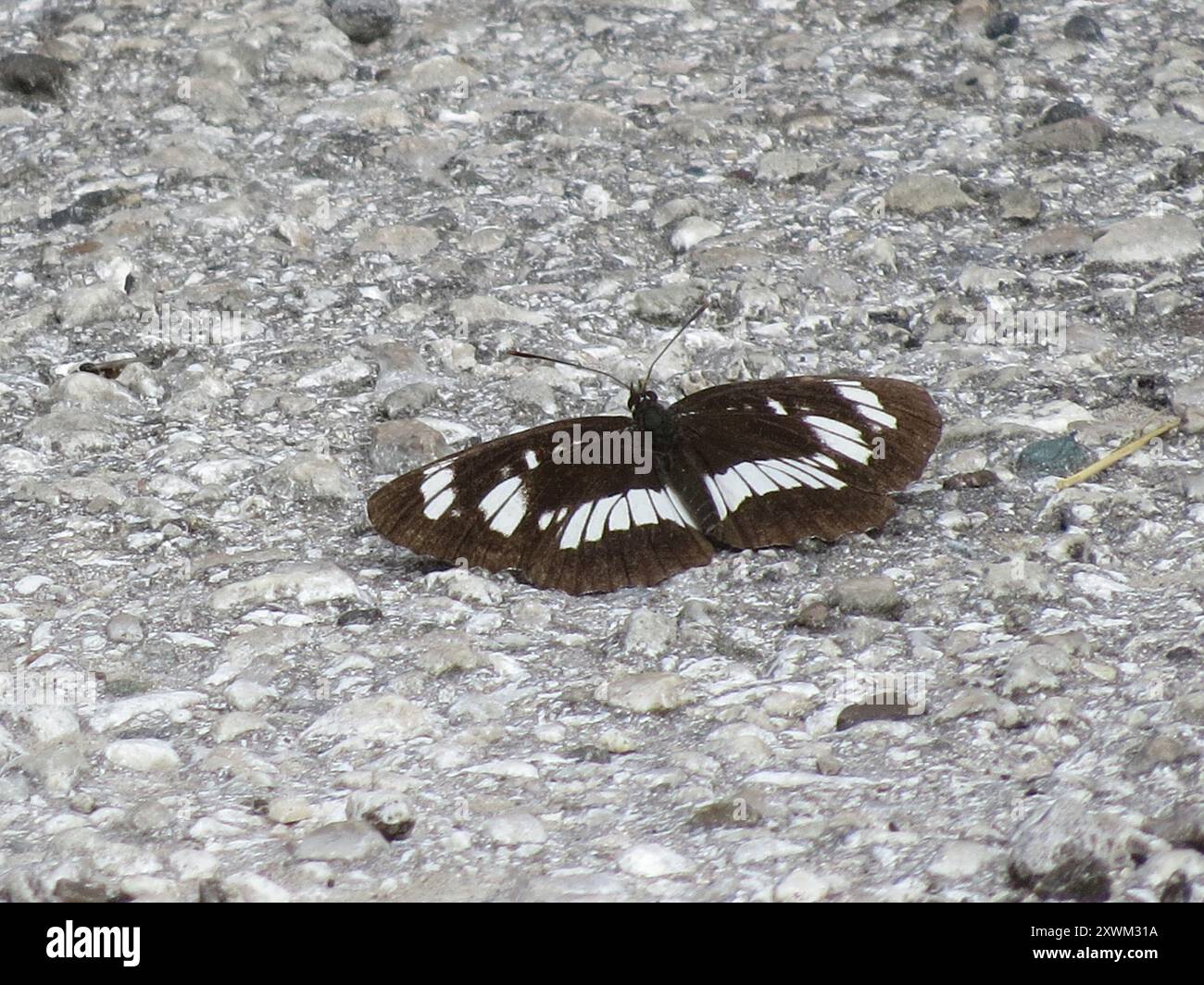 Hungarian Glider (Neptis rivularis) Insecta Stock Photo - Alamy