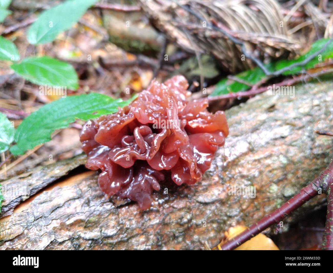 Leafy Brain (Phaeotremella foliacea) Fungi Stock Photo - Alamy