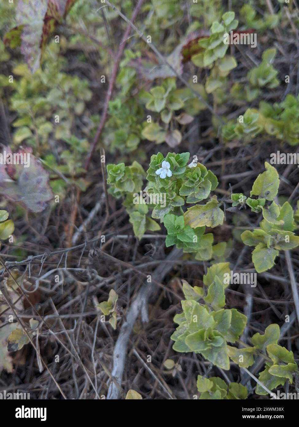 yerba buena (Clinopodium douglasii) Plantae Stock Photo - Alamy