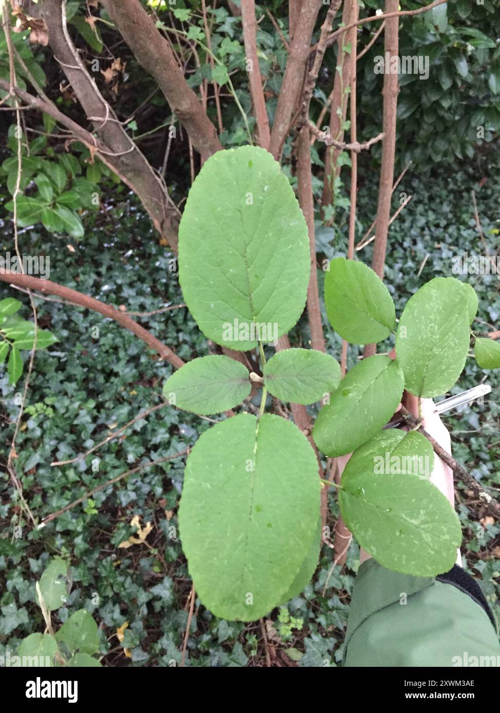 Wayfaring-tree (Viburnum lantana) Plantae Stock Photo - Alamy