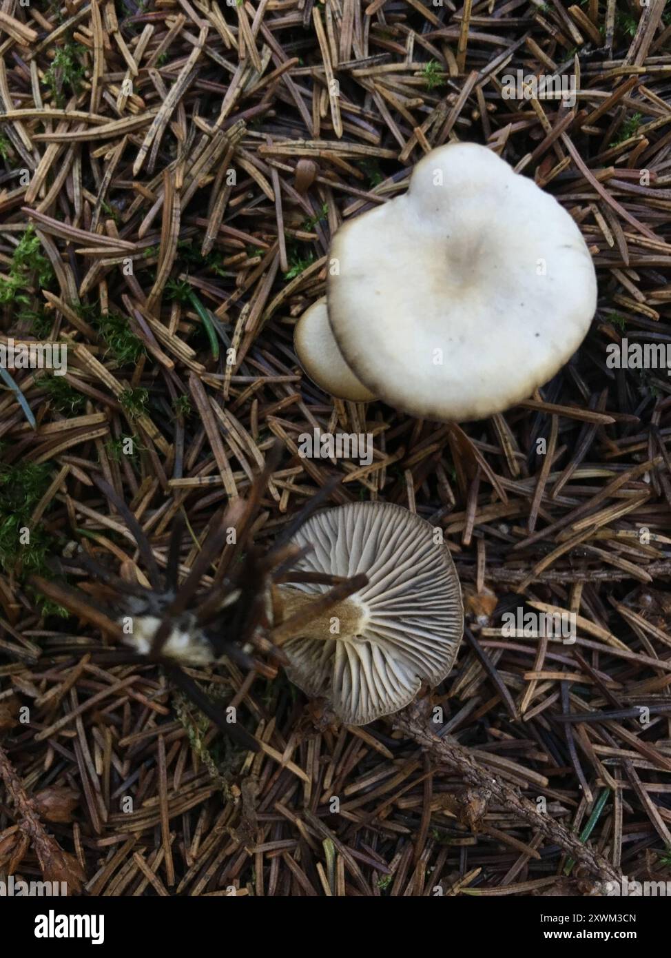 Fragrant Funnel (Clitocybe fragrans) Fungi Stock Photo - Alamy