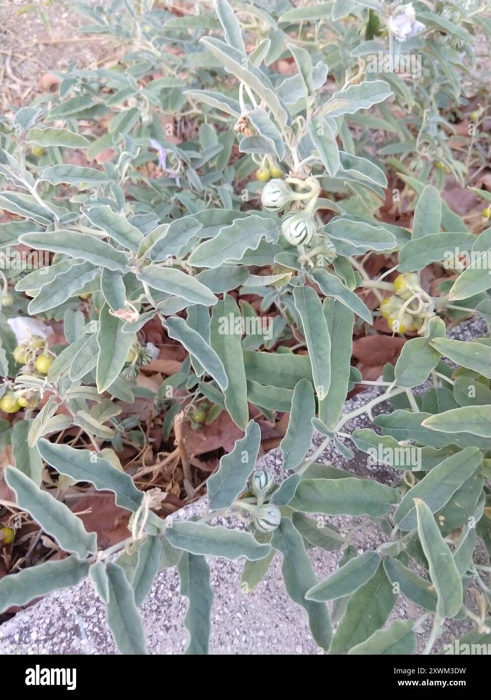 silverleaf nightshade (Solanum elaeagnifolium) Plantae Stock Photo - Alamy