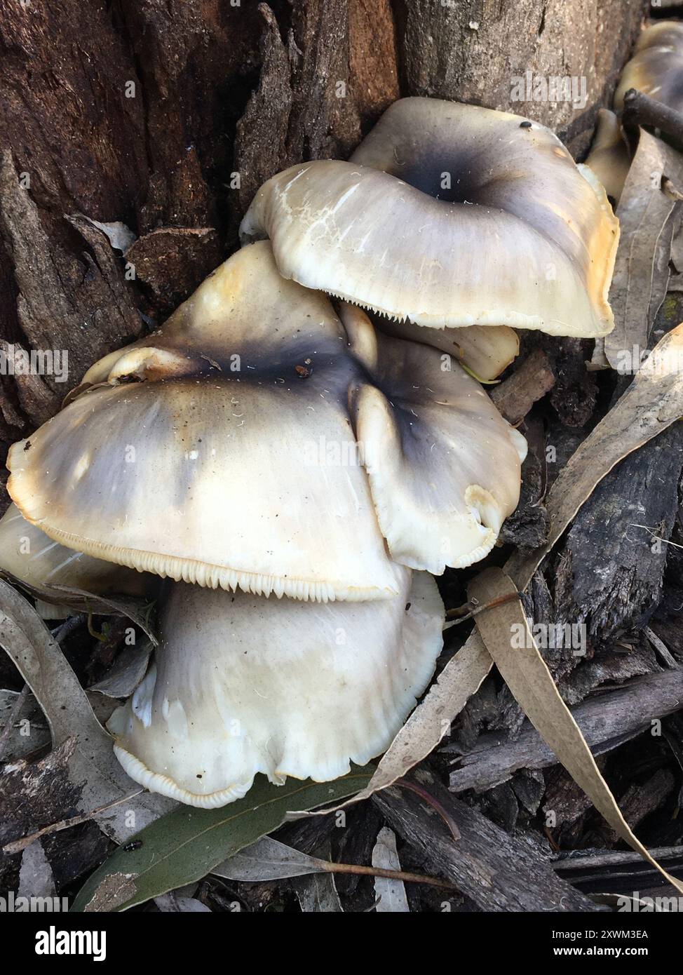 ghost fungus (Omphalotus nidiformis) Fungi Stock Photo - Alamy