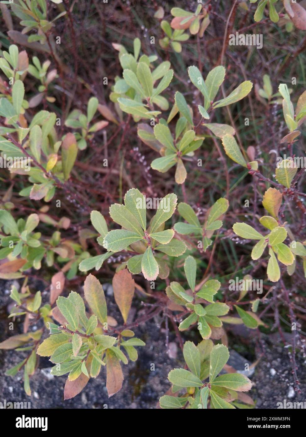 bog myrtle (Myrica gale) Plantae Stock Photo - Alamy
