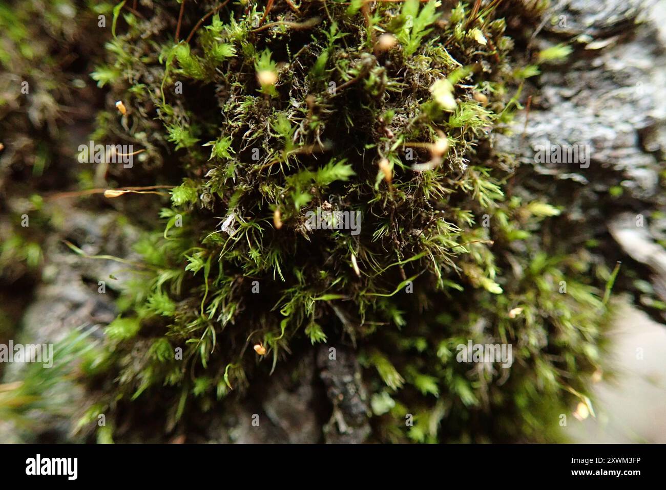 Silky Forklet-moss (Dicranella heteromalla) Plantae Stock Photo - Alamy