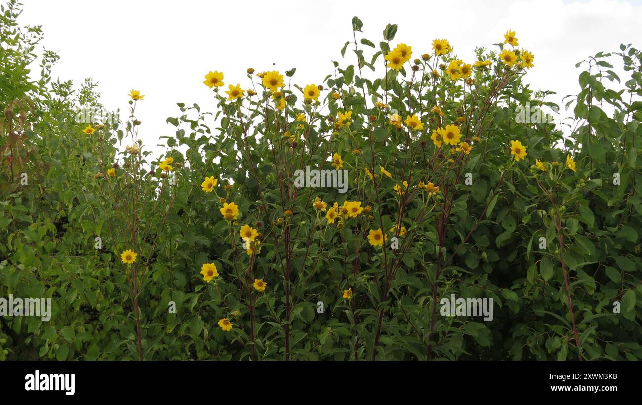 giant sunflower (Helianthus giganteus) Plantae Stock Photo - Alamy