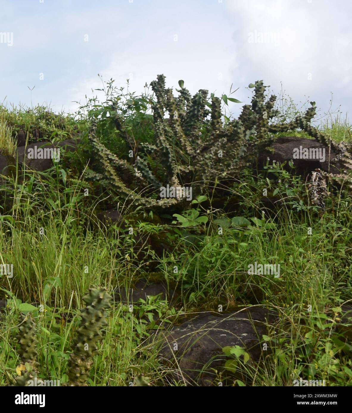 Indian spurgetree (Euphorbia neriifolia) Plantae Stock Photo - Alamy