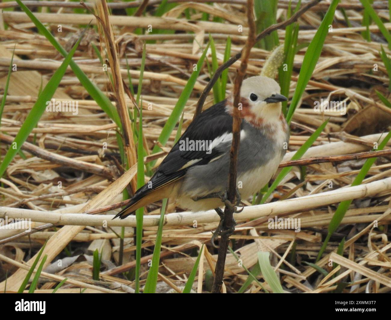 Chestnut cheeked starling hi-res stock photography and images - Alamy