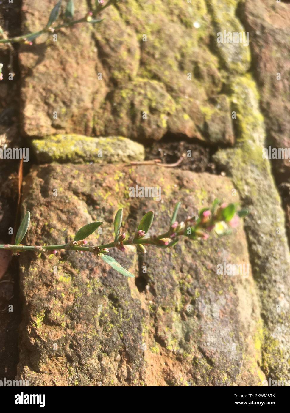 Common Knotgrass Complex (Polygonum aviculare) Plantae Stock Photo - Alamy