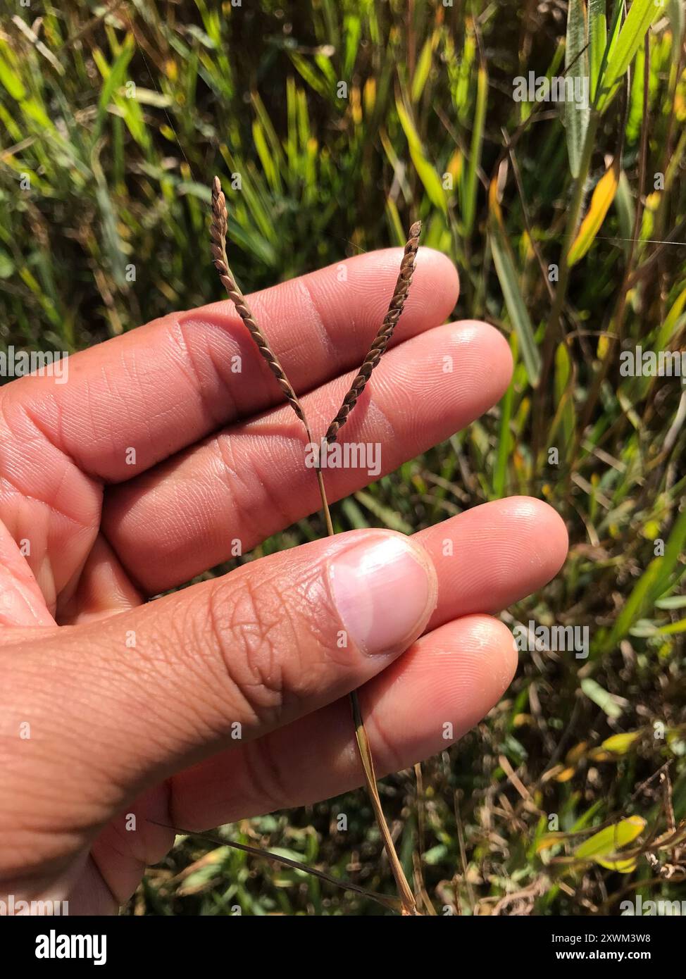 knot grass (Paspalum distichum) Plantae Stock Photo - Alamy