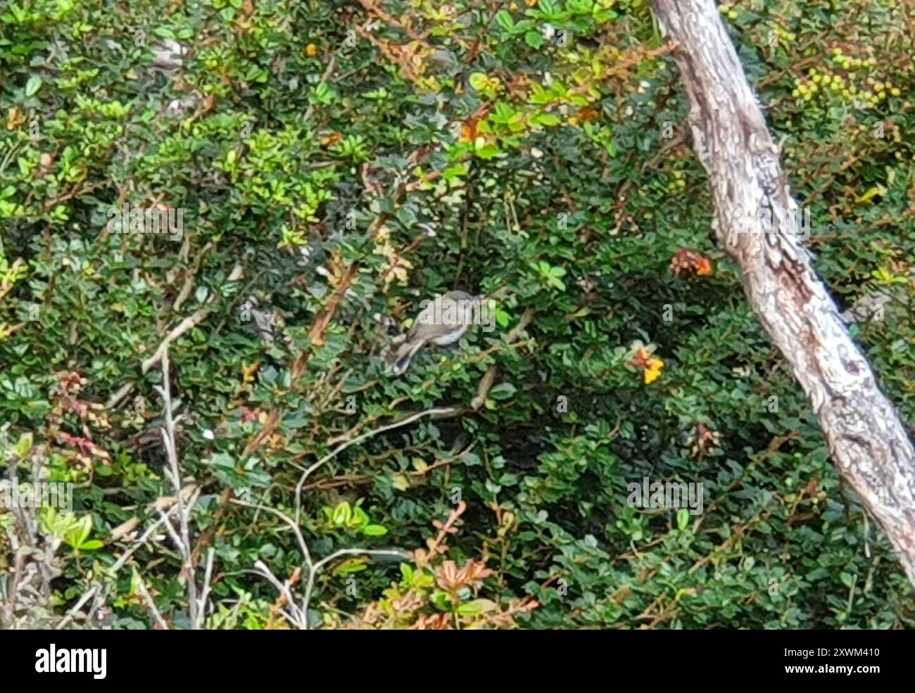 Igata gerygone hi-res stock photography and images - Alamy