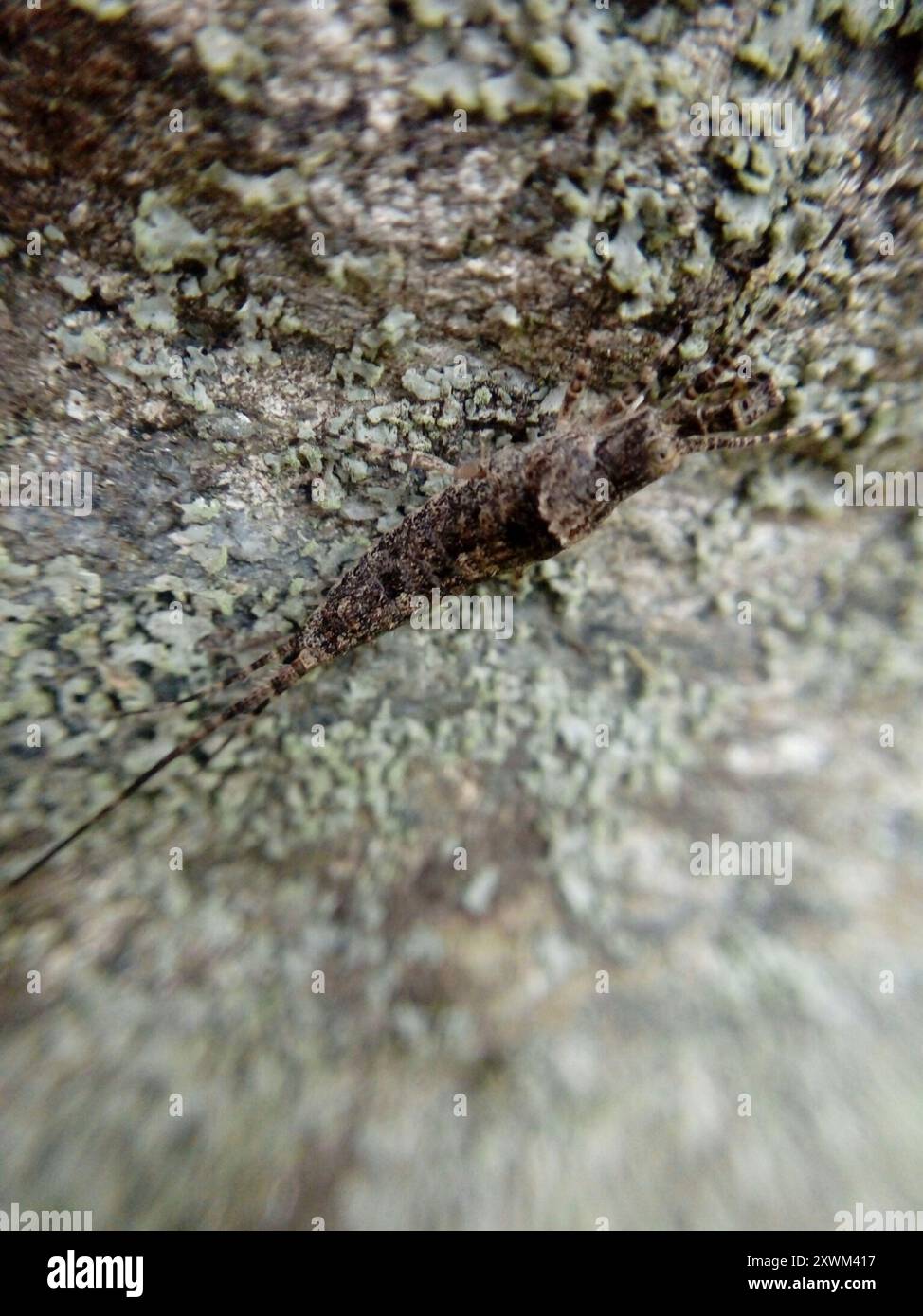 Leaf Litter Bristle-tails (Machilis) Insecta Stock Photo - Alamy