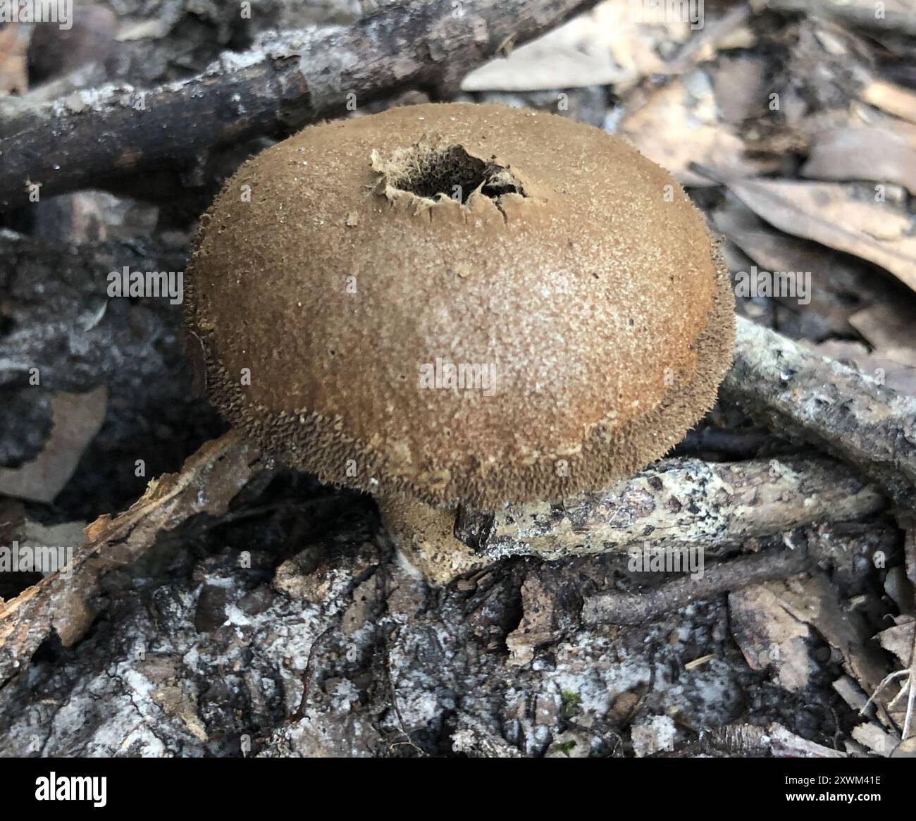 Pear-shaped Puffball (Apioperdon pyriforme) Fungi Stock Photo - Alamy