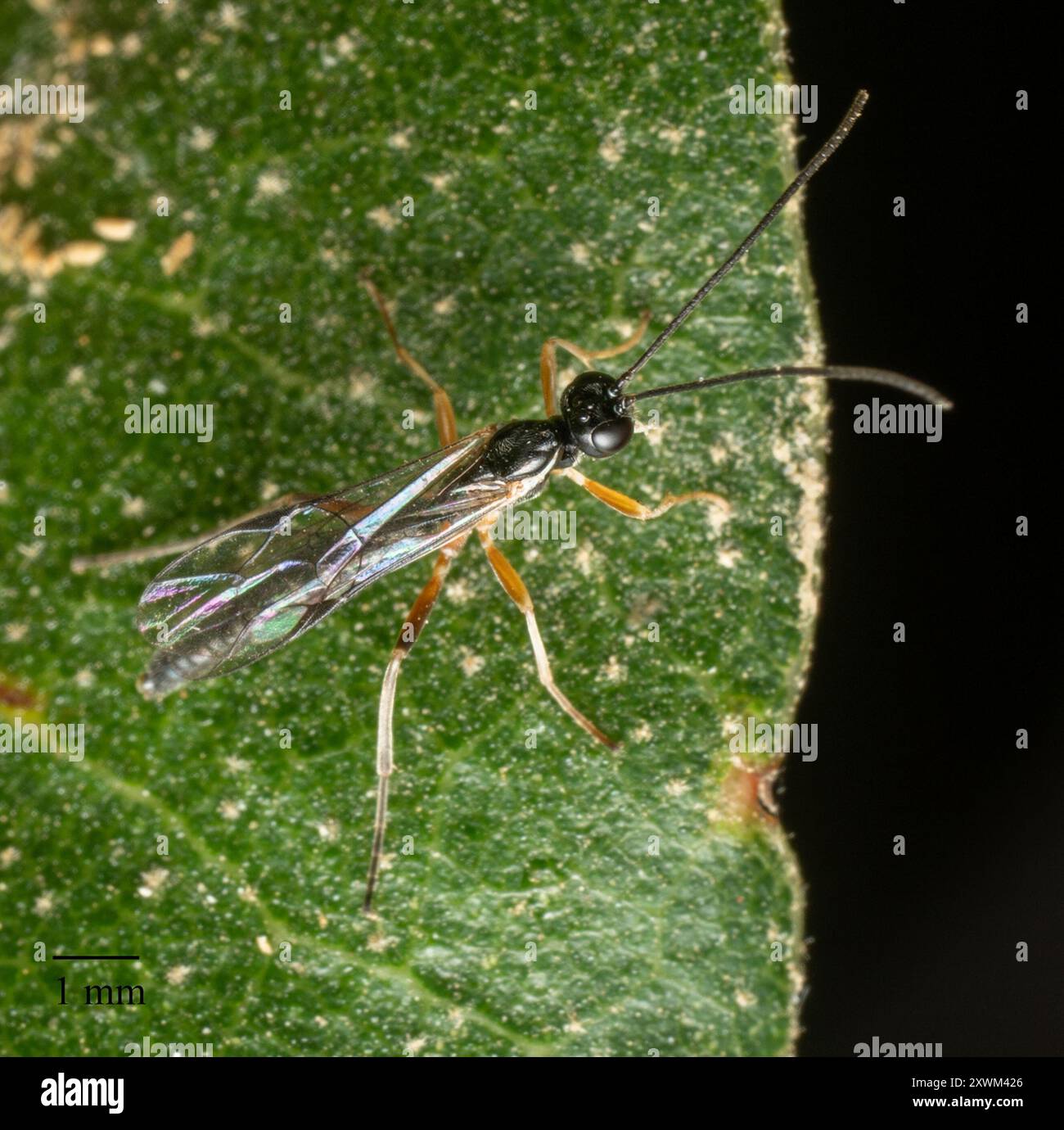 Ichneumonid Wasps (Ichneumonidae) Insecta Stock Photo - Alamy