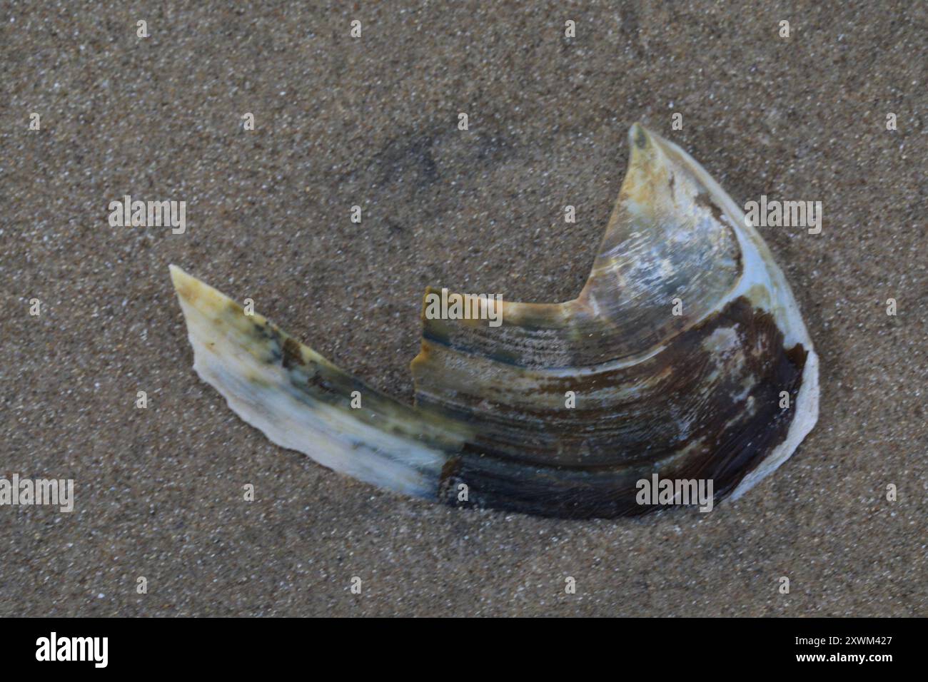 Bivalves (Bivalvia) Mollusca Stock Photo - Alamy