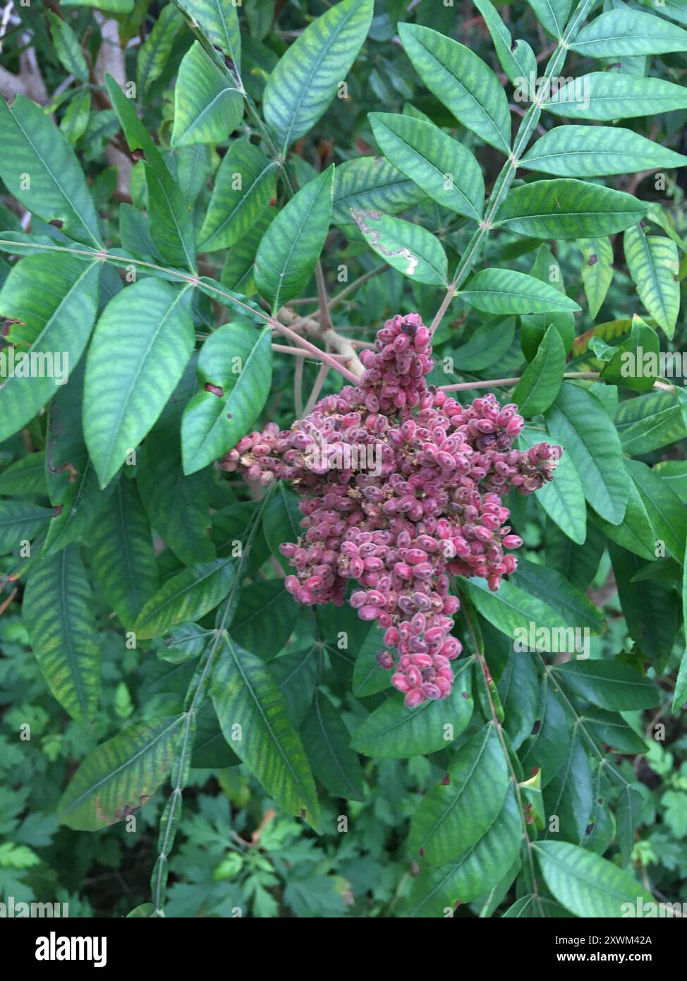 shining sumac (Rhus copallinum) Plantae Stock Photo - Alamy