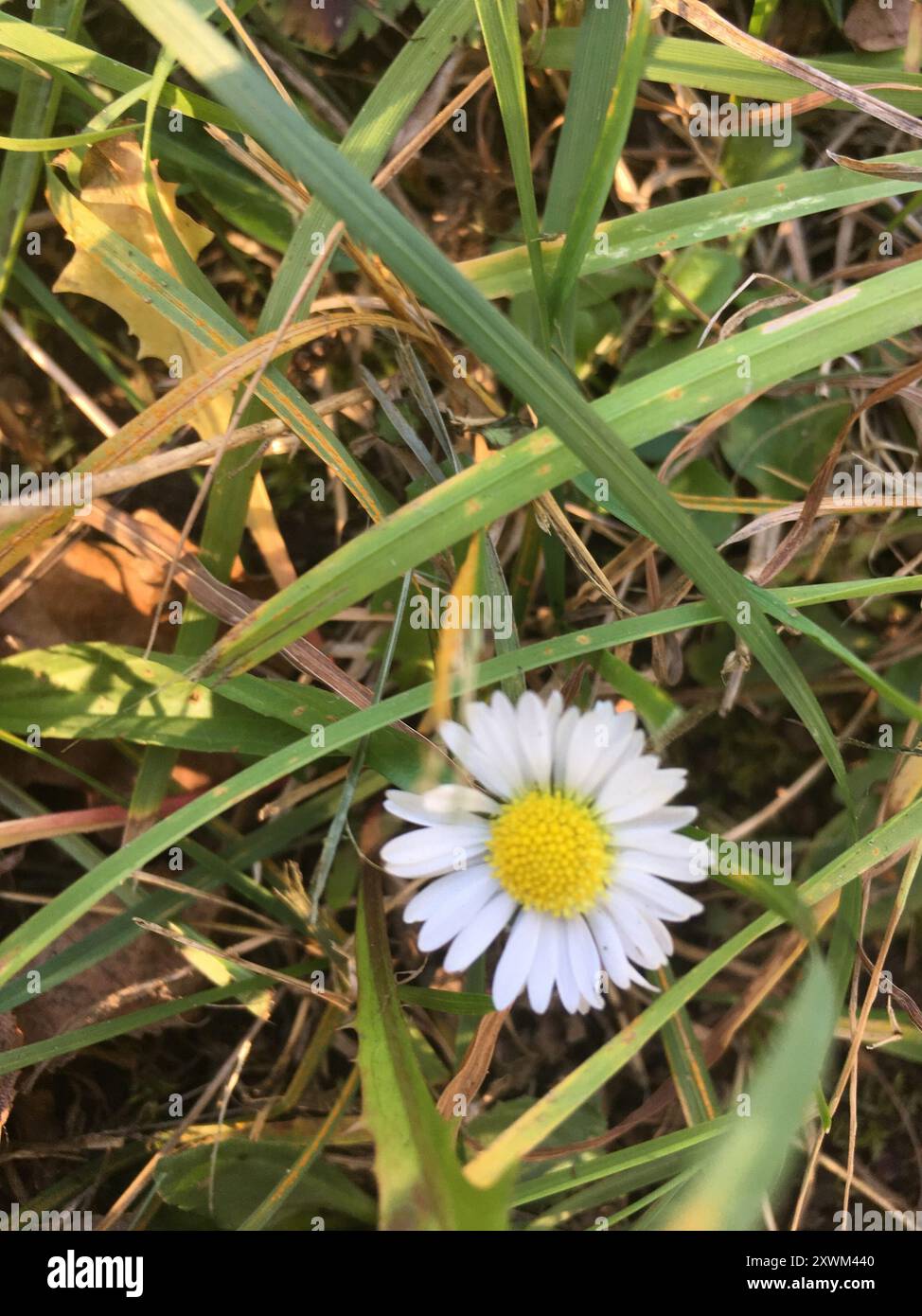 Lawn daisy (Bellis perennis) Plantae Stock Photo - Alamy