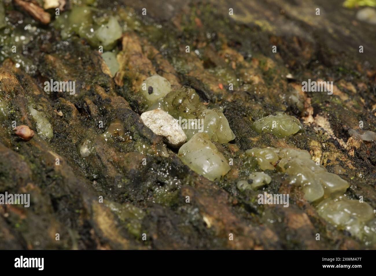 Crystal brain fungi hi-res stock photography and images - Alamy