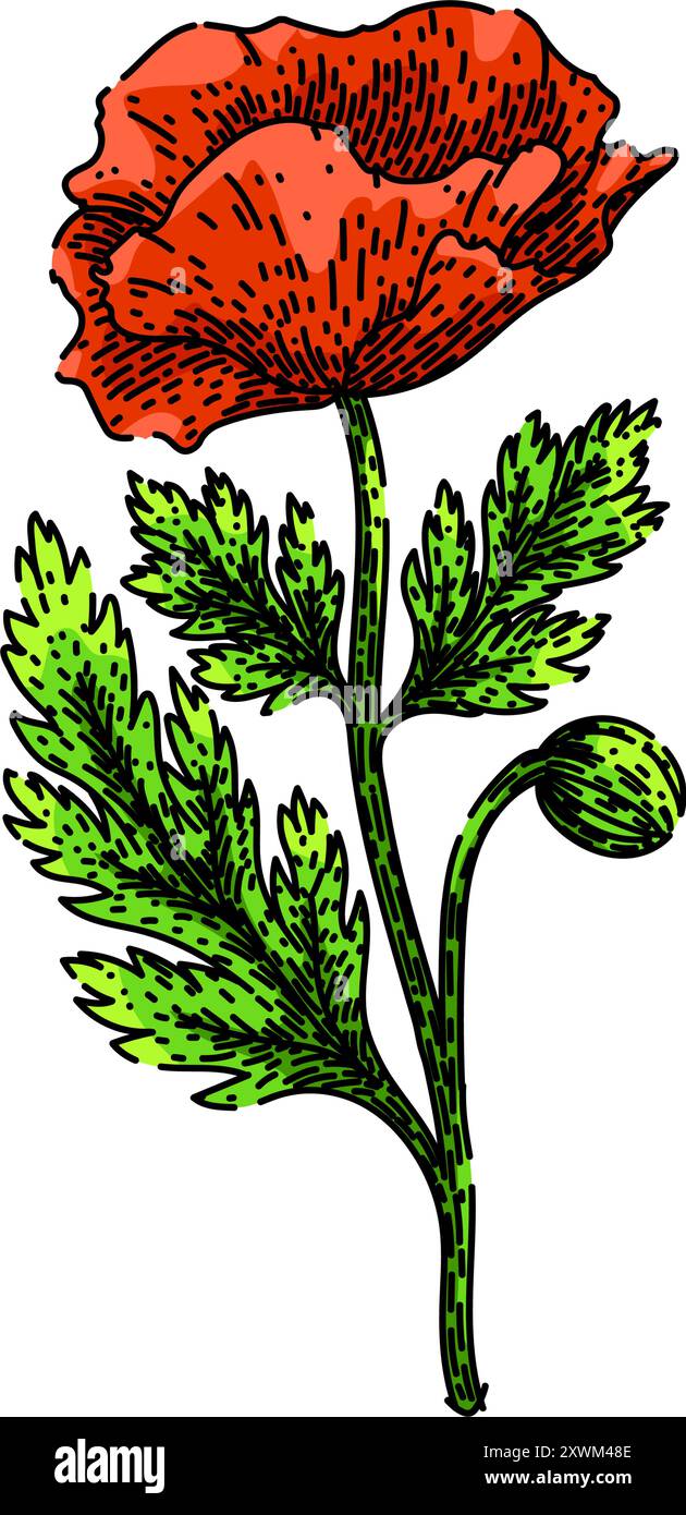 seeds poppy sketch hand drawn vector Stock Vector Image & Art - Alamy