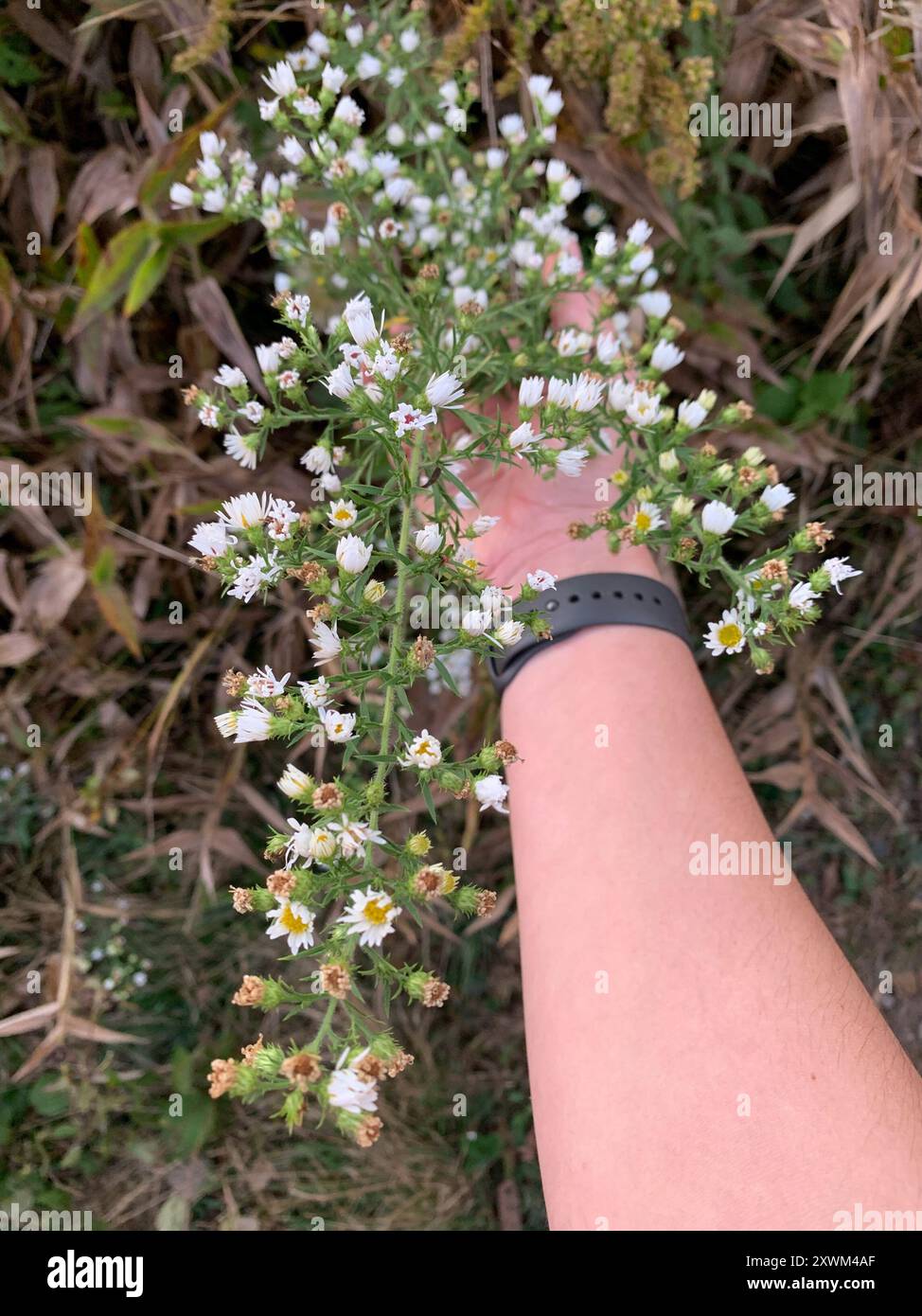 American asters (Symphyotrichum) Plantae Stock Photo - Alamy