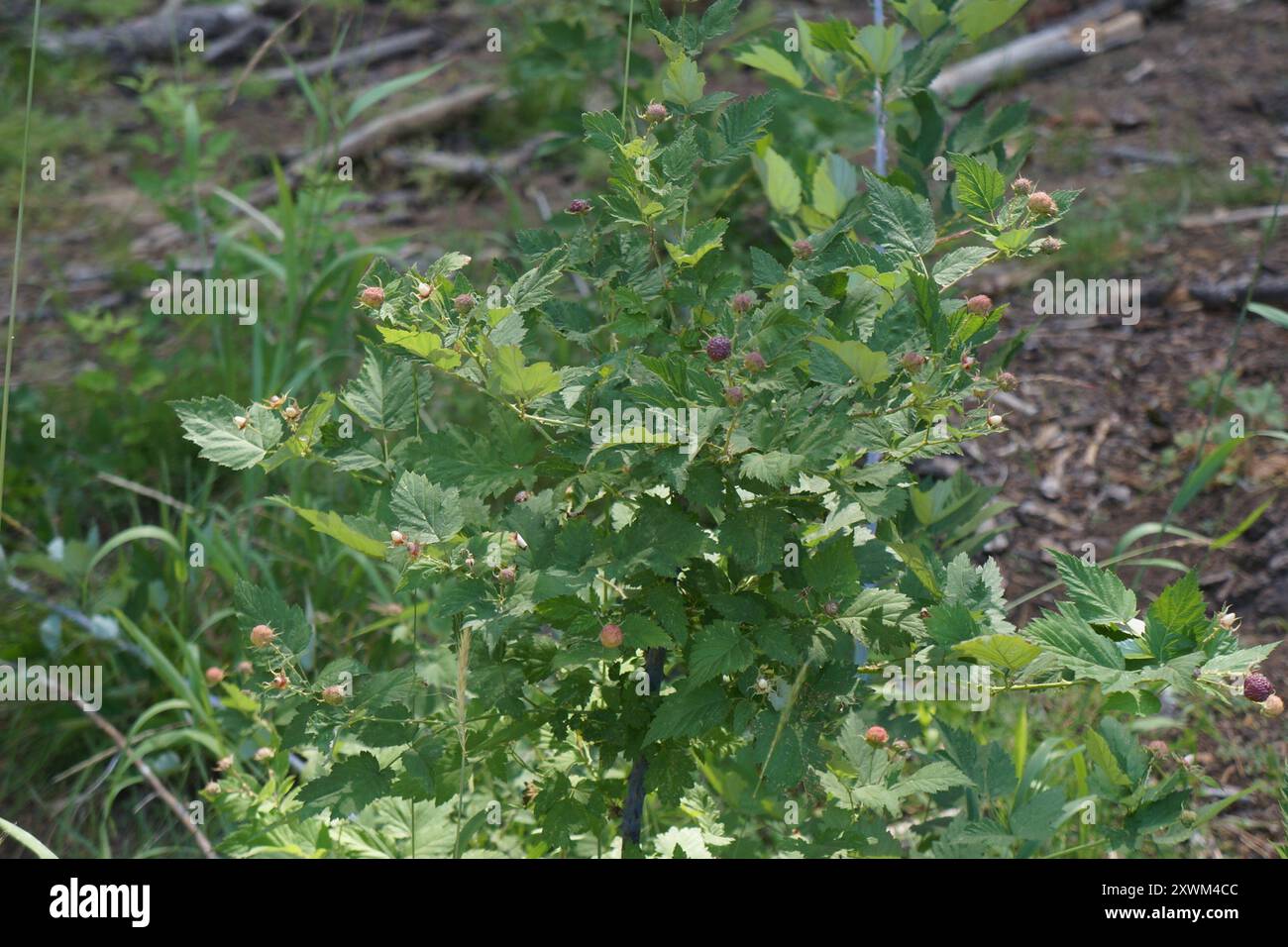 whitebark raspberry (Rubus leucodermis) Plantae Stock Photo - Alamy