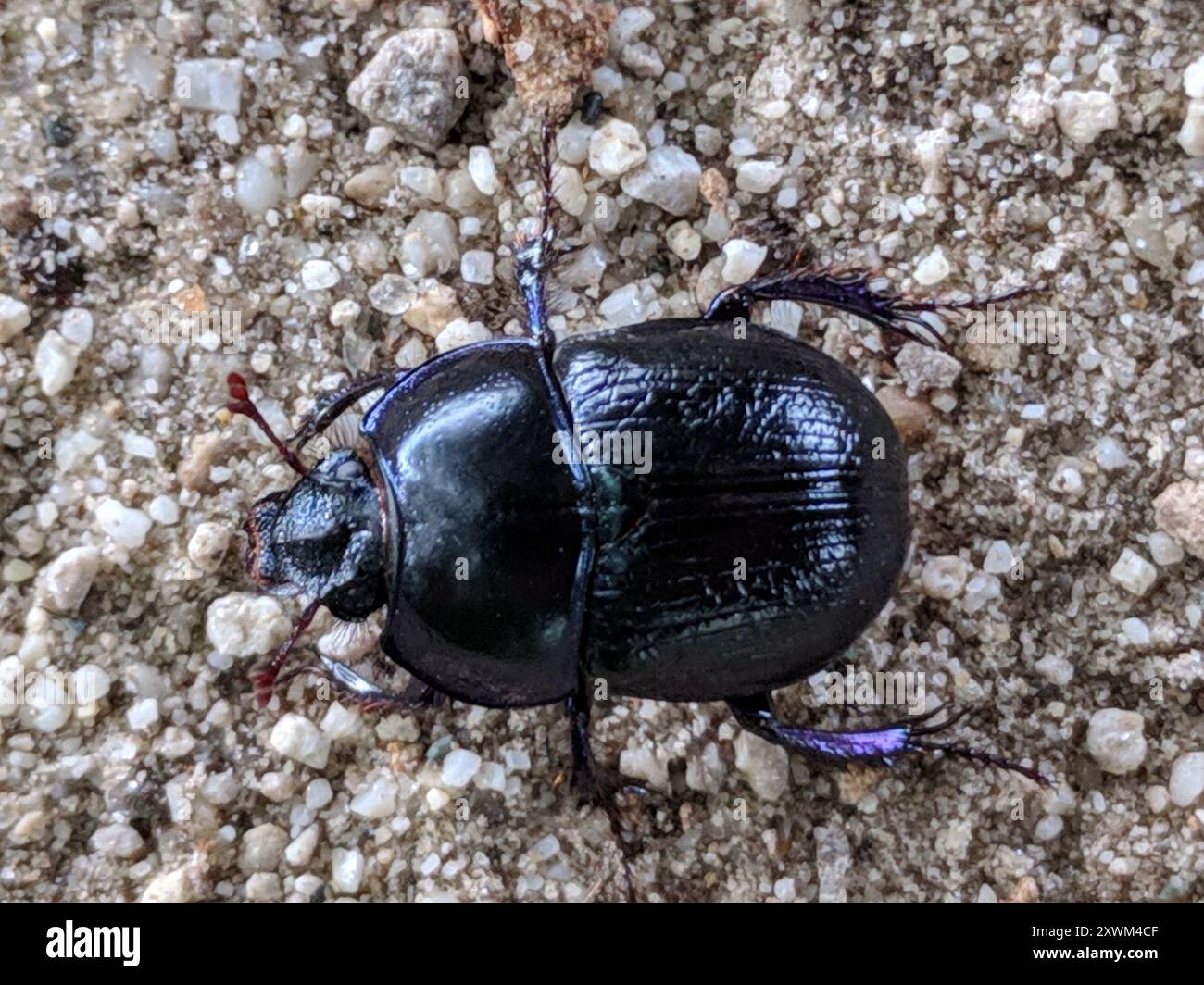 Woodland Dor Beetle (Anoplotrupes stercorosus) Insecta Stock Photo - Alamy