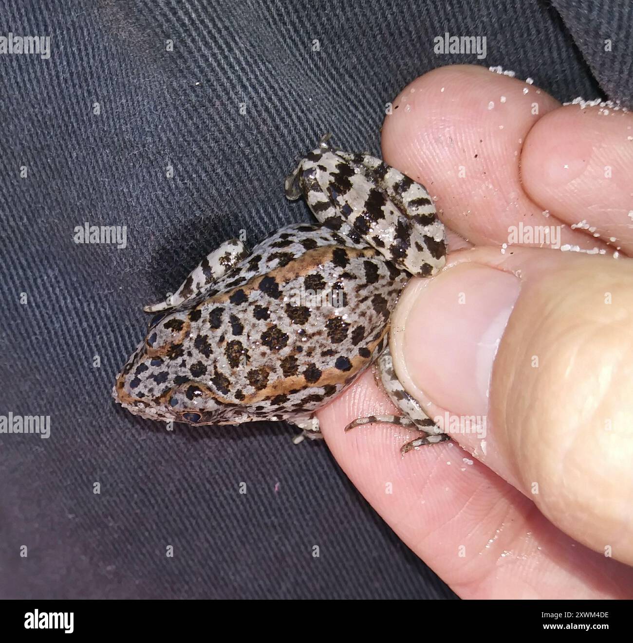 Gopher Frog (Lithobates capito) Amphibia Stock Photo - Alamy