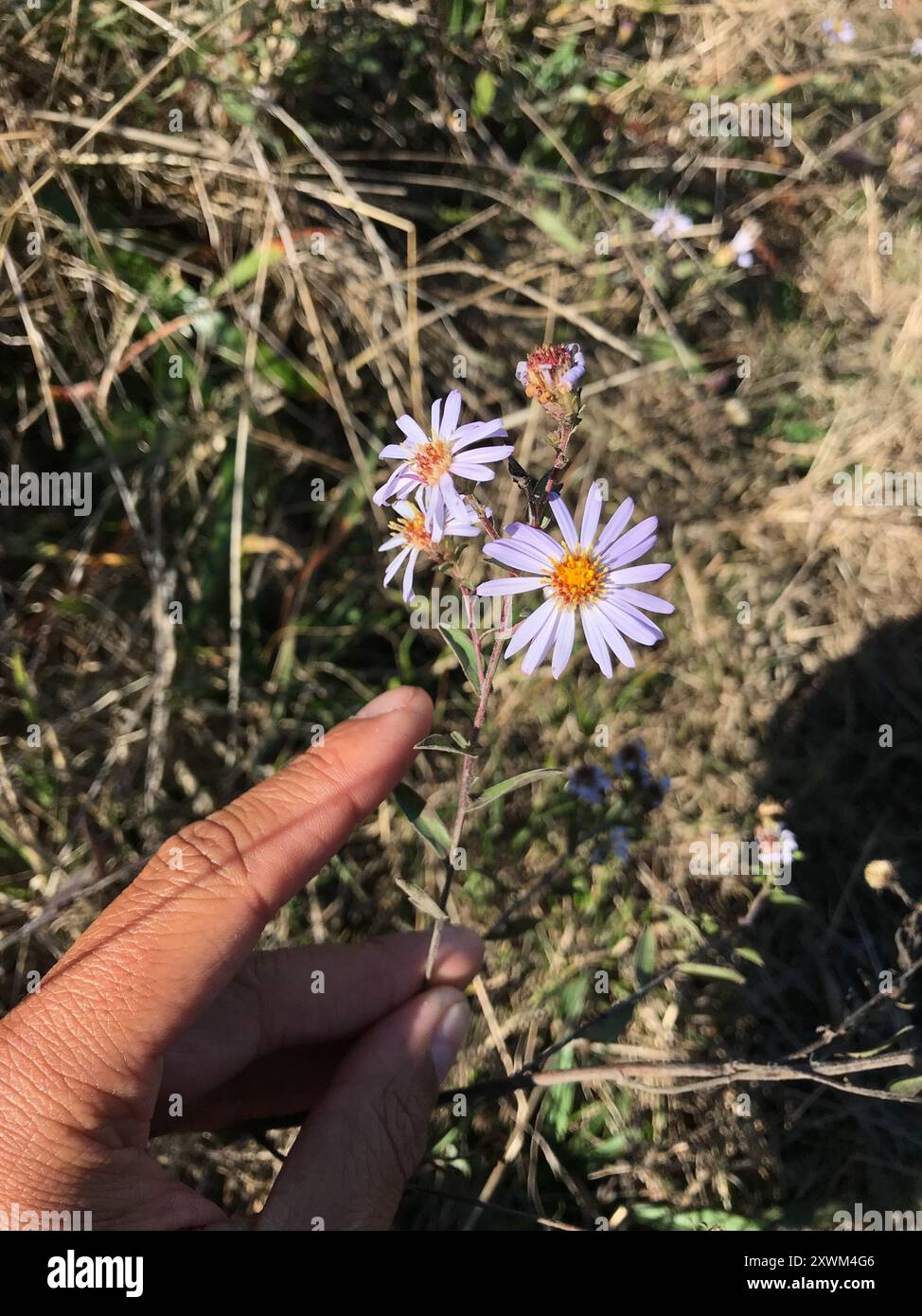 Pacific Aster (Symphyotrichum chilense) Plantae Stock Photo - Alamy