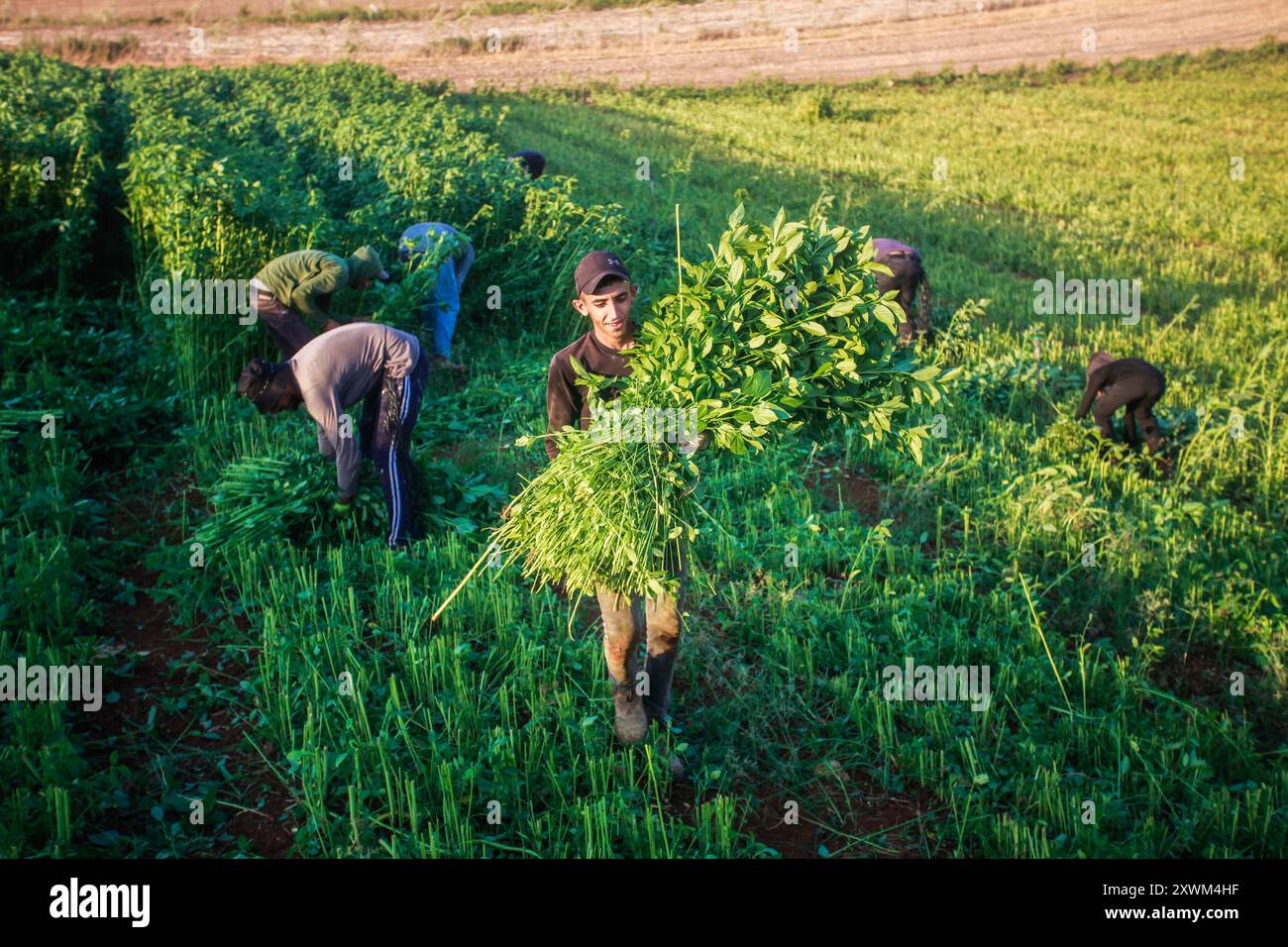 Palestinians pick the fruits of the Molokhia plant in the town of ...