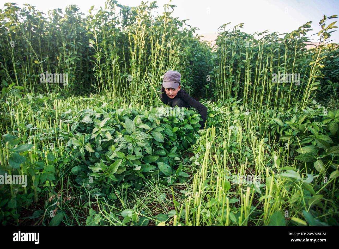 Palestinian picks the fruits of the Molokhia plant in the town of ...