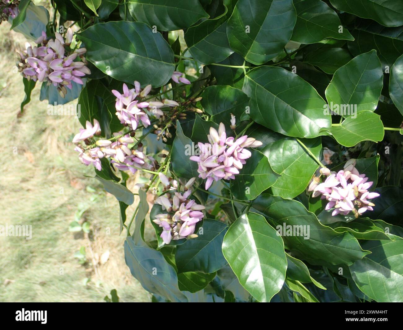 Millettia pinnata hi-res stock photography and images - Alamy
