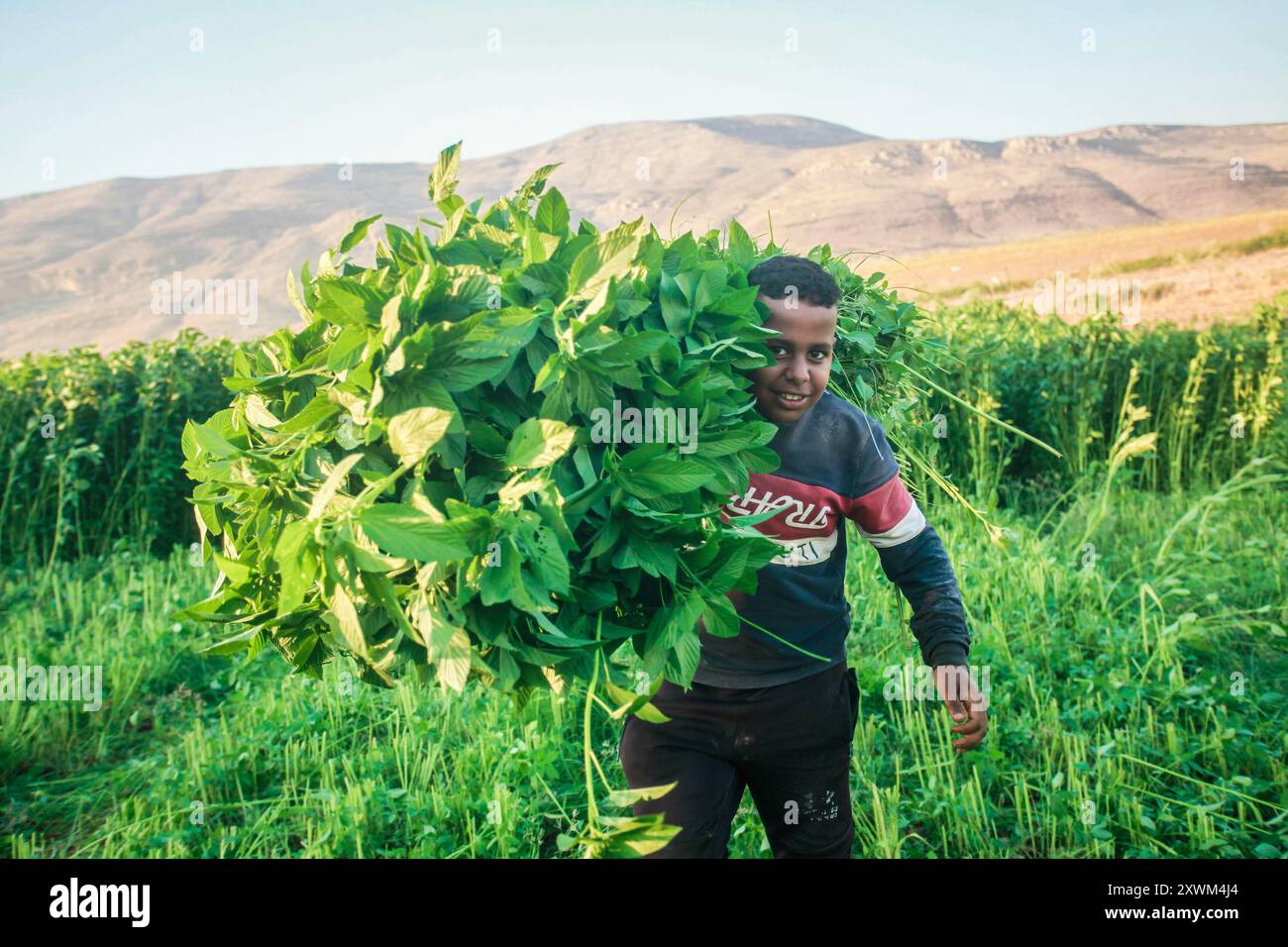 Palestinian carries the fruits of the Molokhia plant after harvesting ...