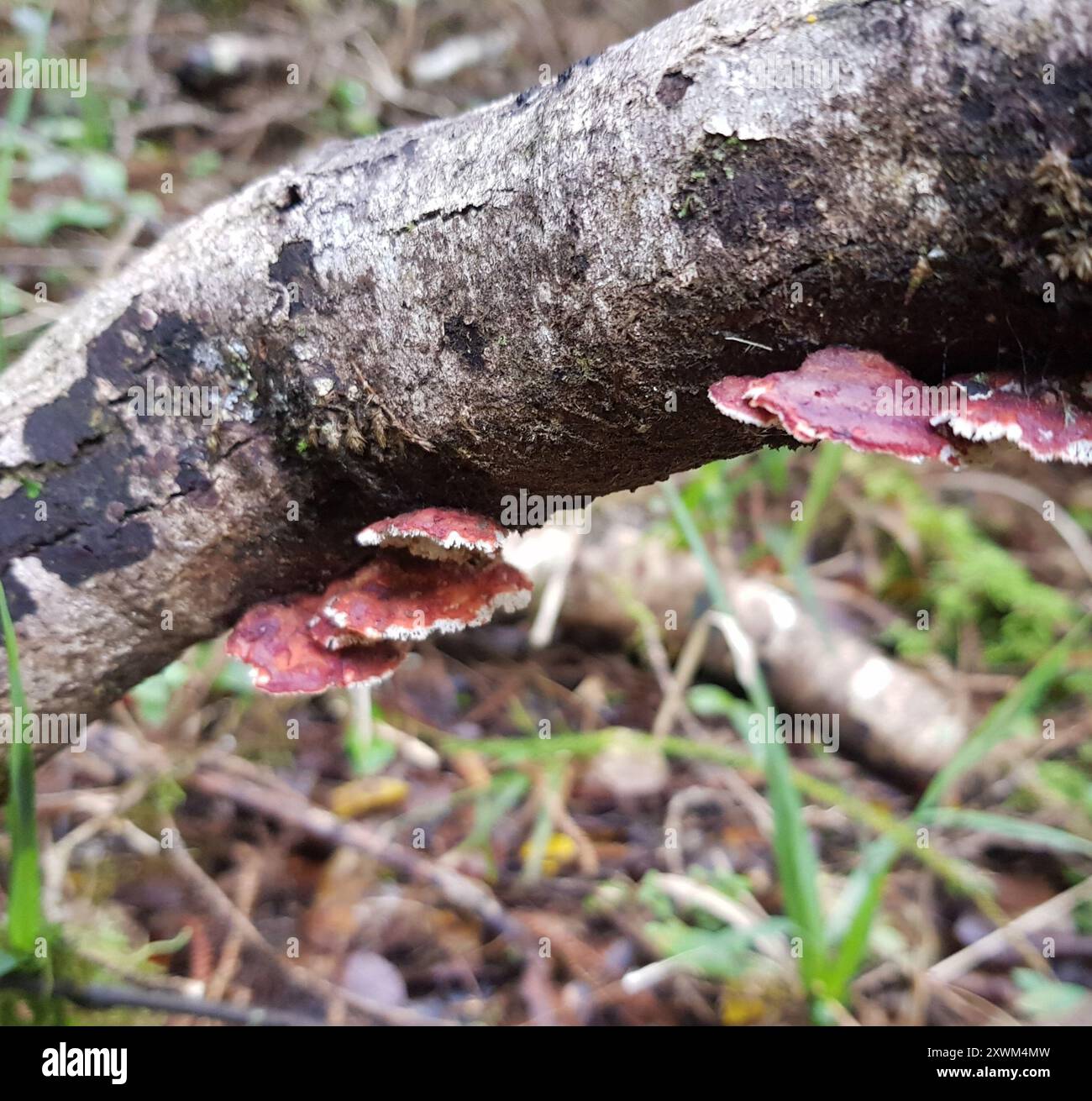 shelf fungi (Polyporales) Fungi Stock Photo - Alamy