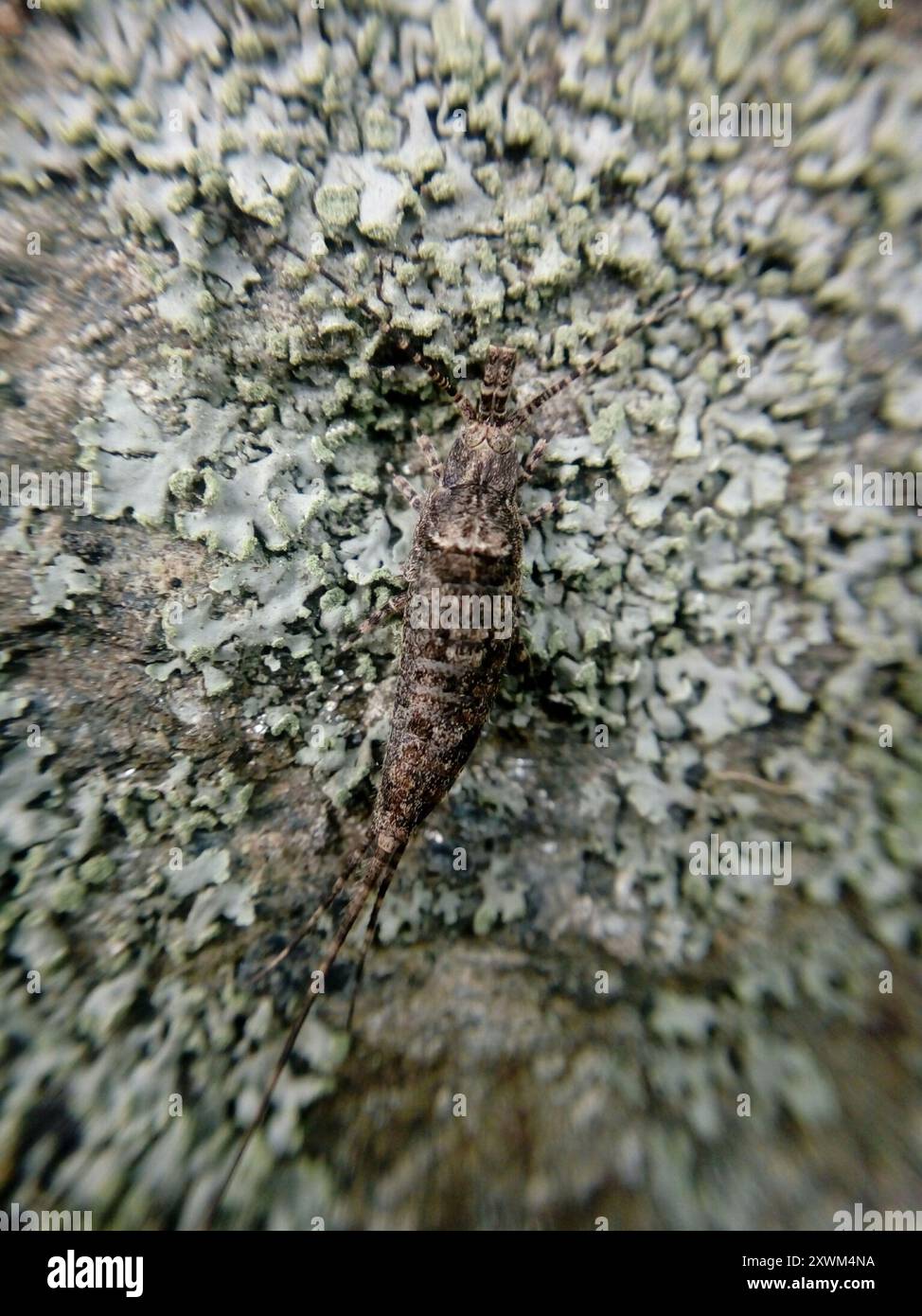 Leaf Litter Bristle-tails (Machilis) Insecta Stock Photo - Alamy