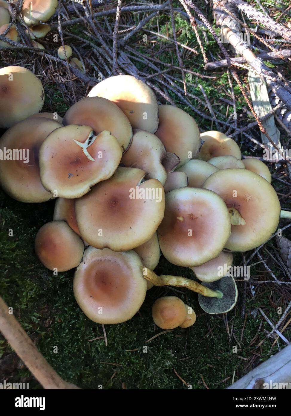 Sulphur Tuft (Hypholoma fasciculare) Fungi Stock Photo - Alamy