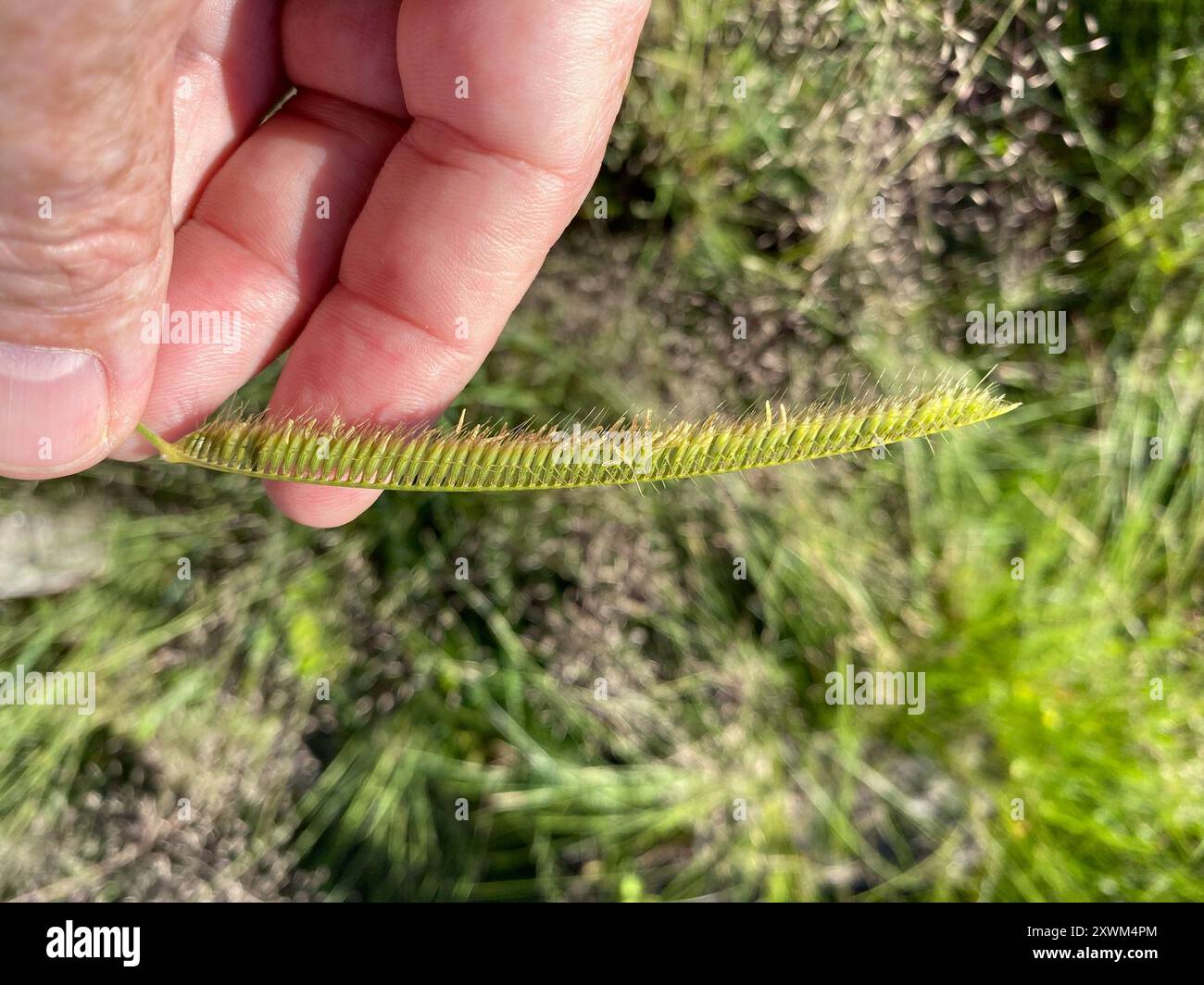 Toothache grass (Ctenium aromaticum) Plantae Stock Photo - Alamy