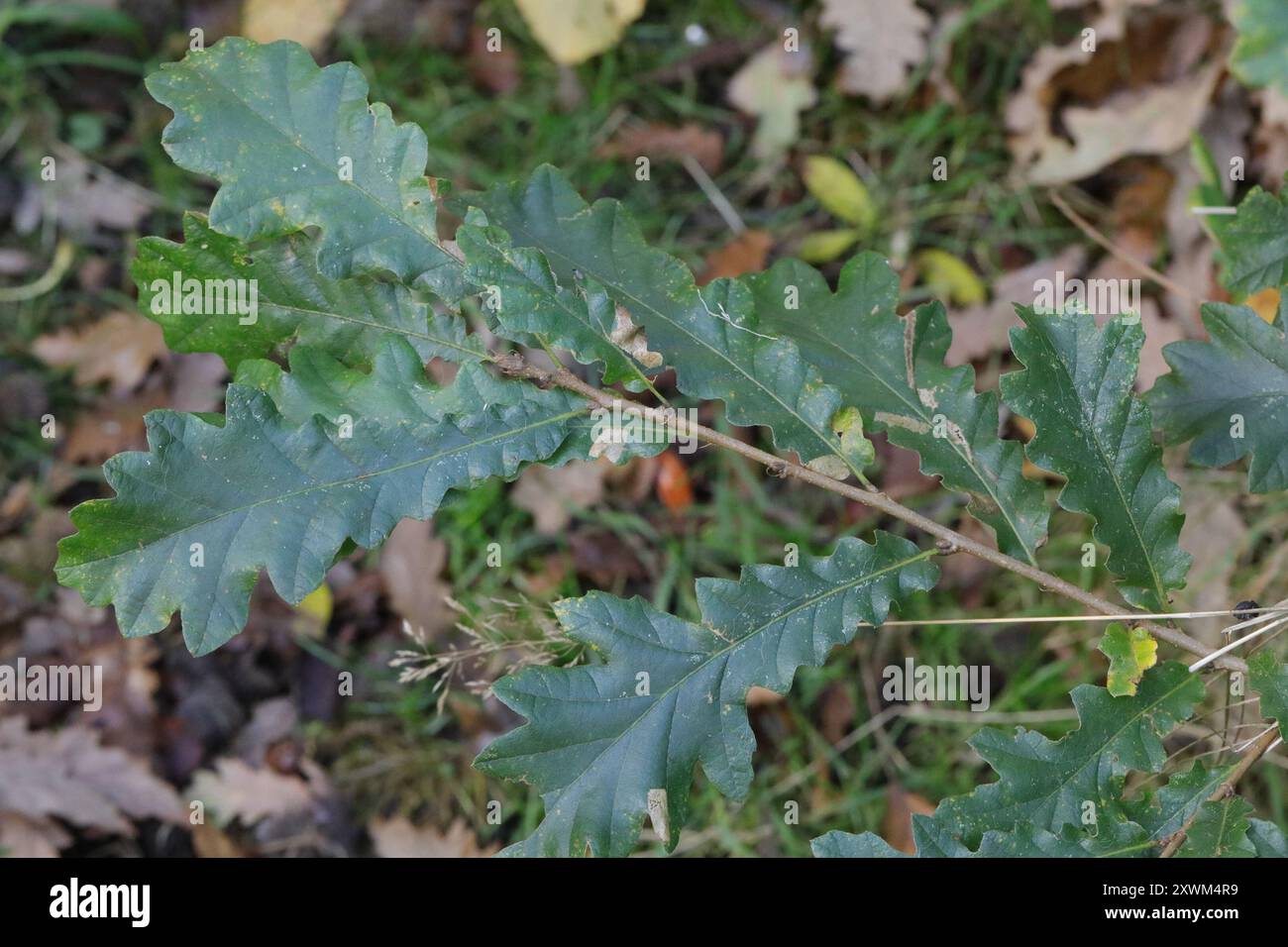 Turkey Oak (Quercus cerris) Plantae Stock Photo - Alamy