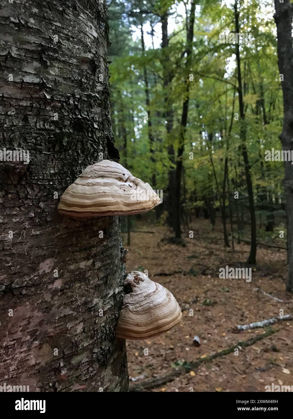 Hoof Fungus (Fomes fomentarius) Fungi Stock Photo - Alamy