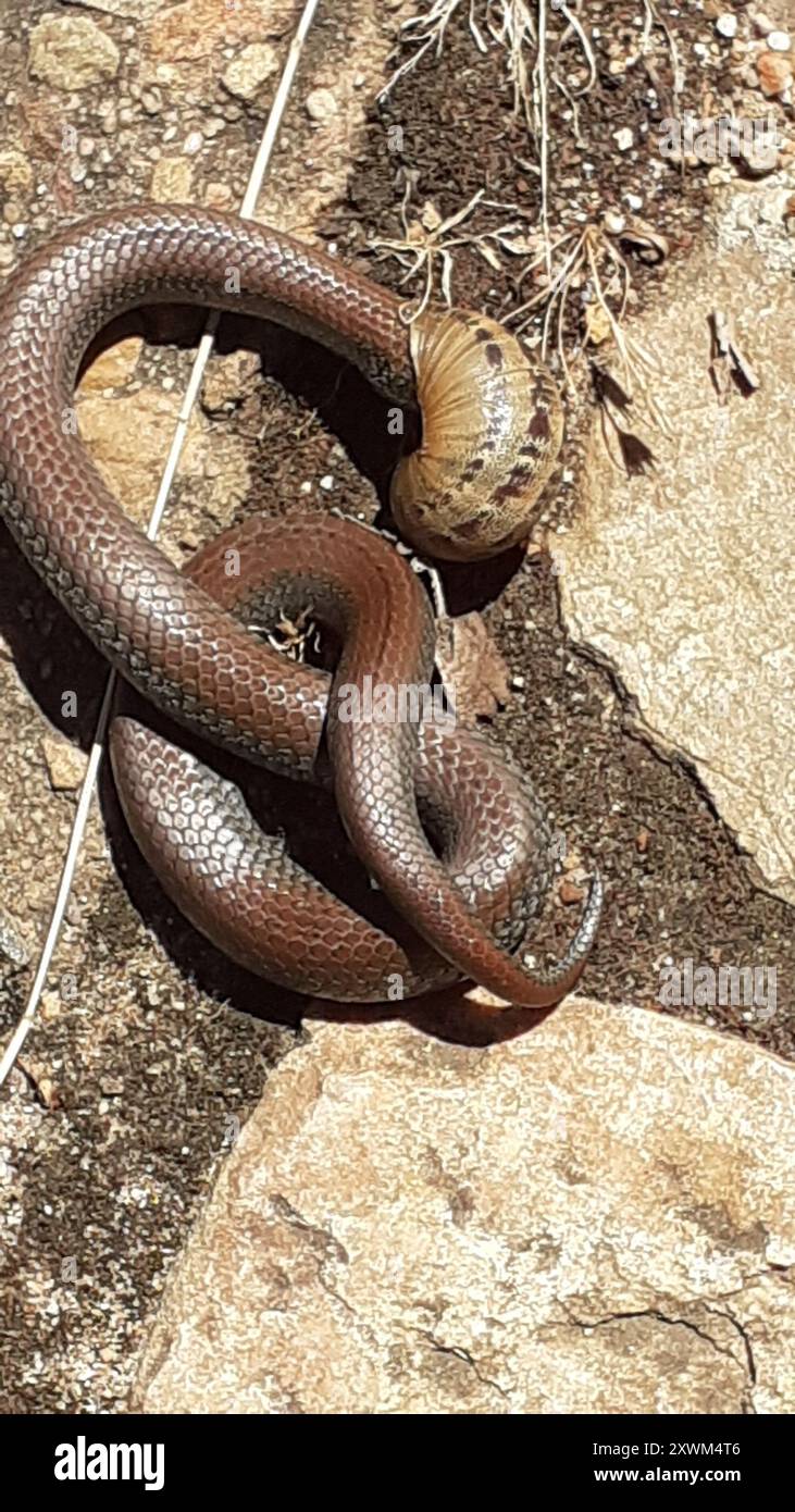 Common Slug-eater (Duberria lutrix) Reptilia Stock Photo - Alamy