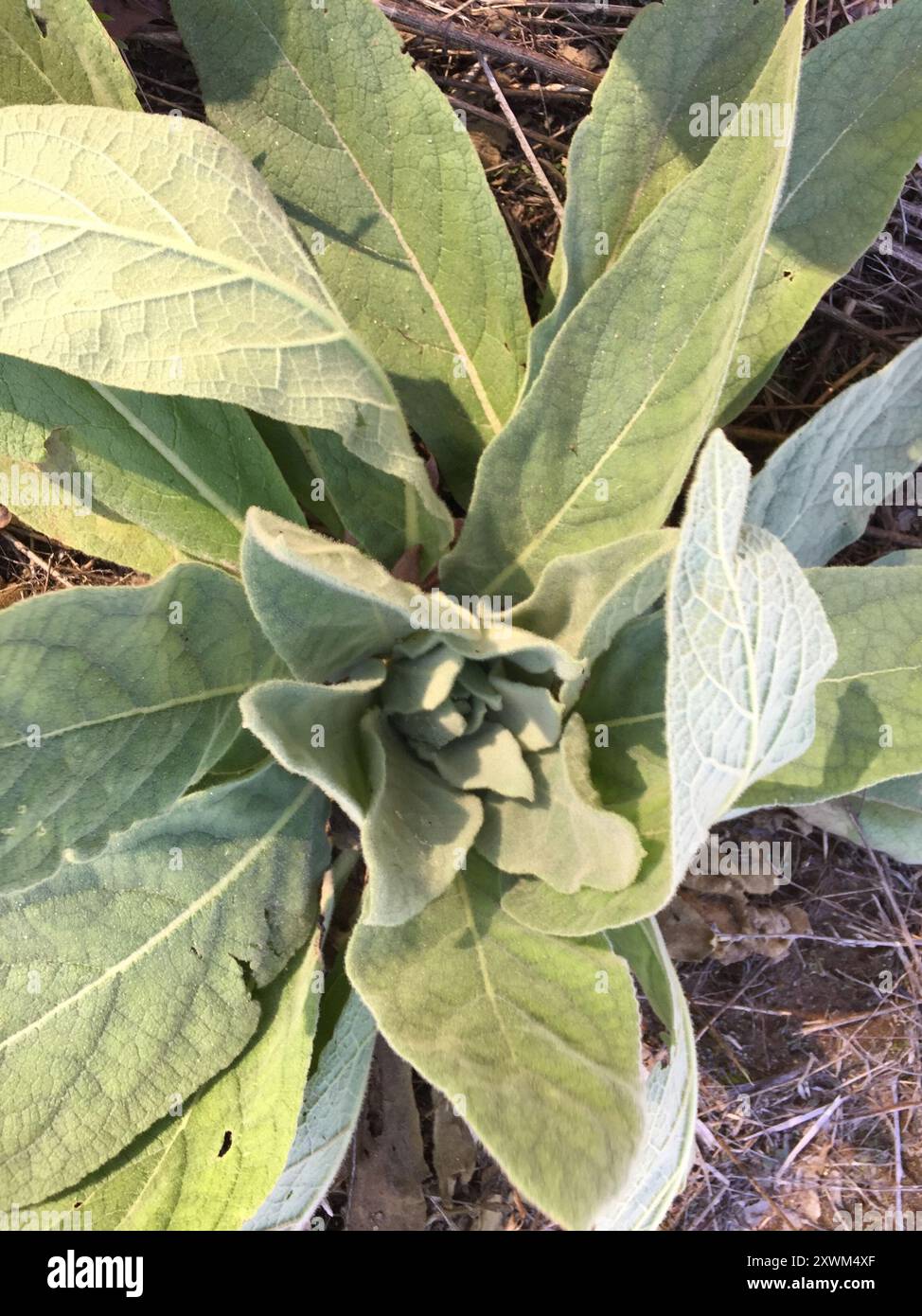 great mullein (Verbascum thapsus) Plantae Stock Photo - Alamy