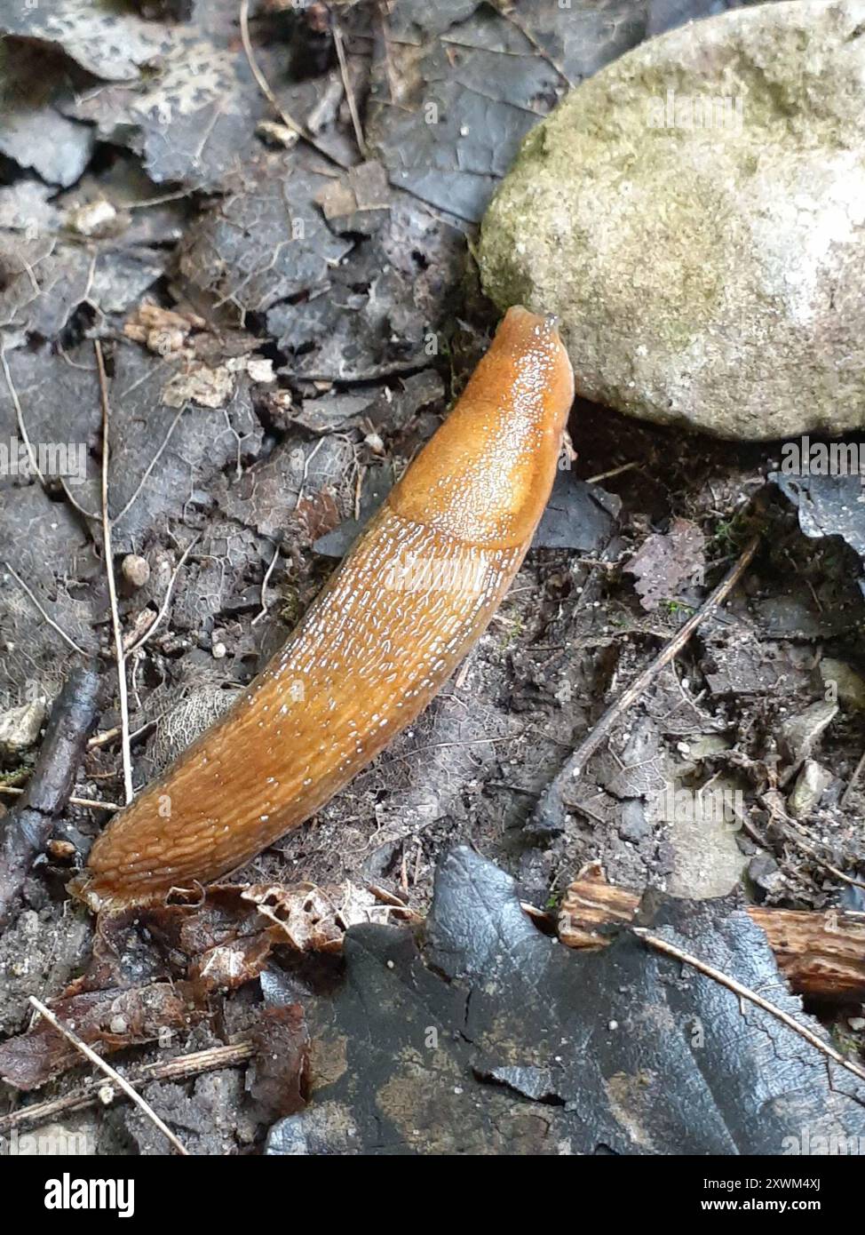 Dusky Slugs (Mesarion) Mollusca Stock Photo - Alamy