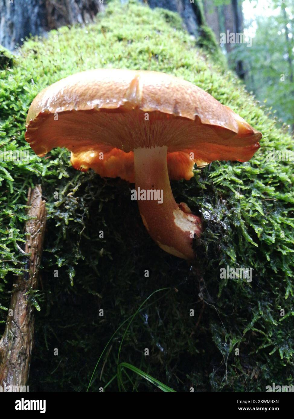 Plums-and-Custard (Tricholomopsis rutilans) Fungi Stock Photo - Alamy
