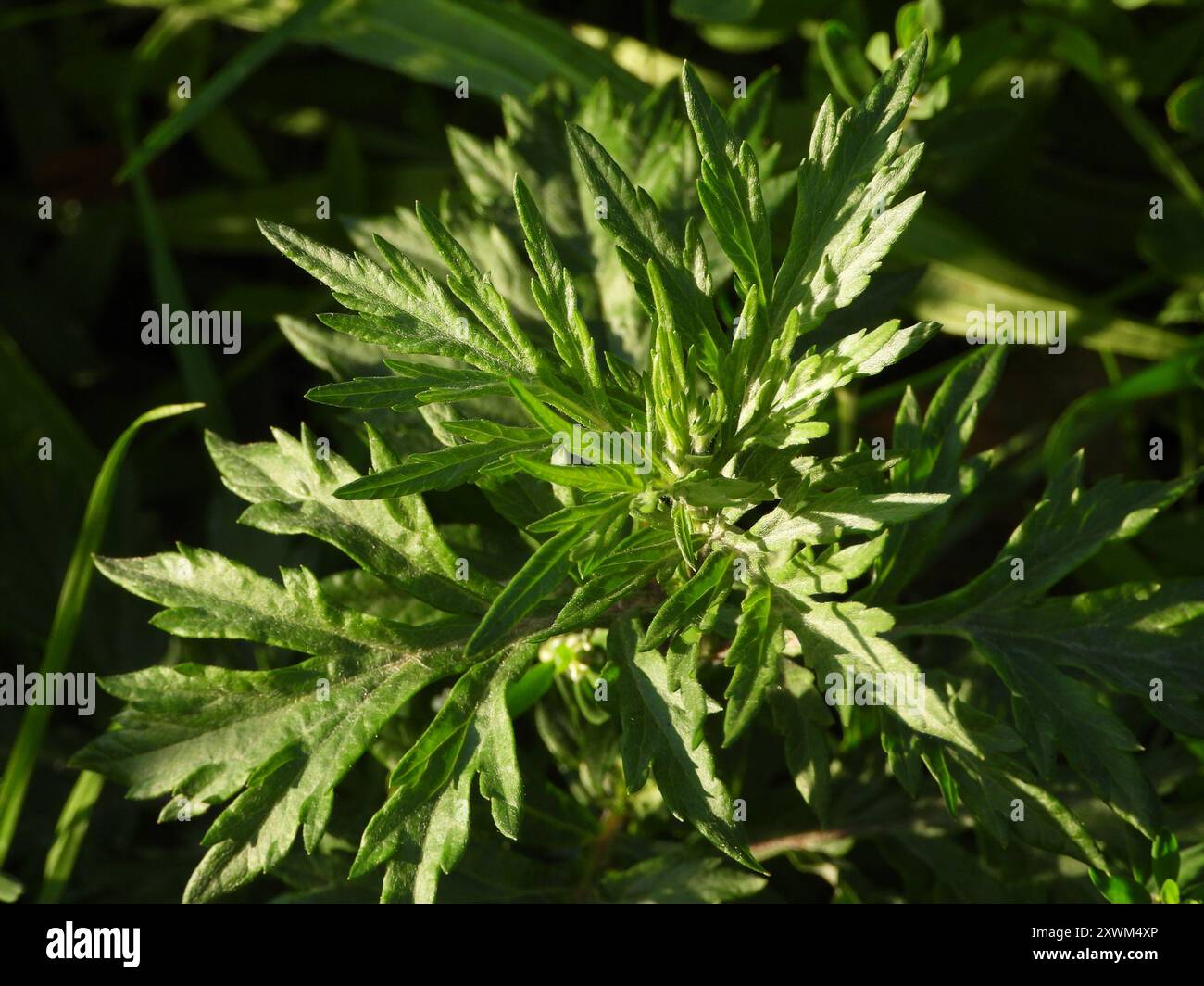 common mugwort (Artemisia vulgaris) Plantae Stock Photo - Alamy