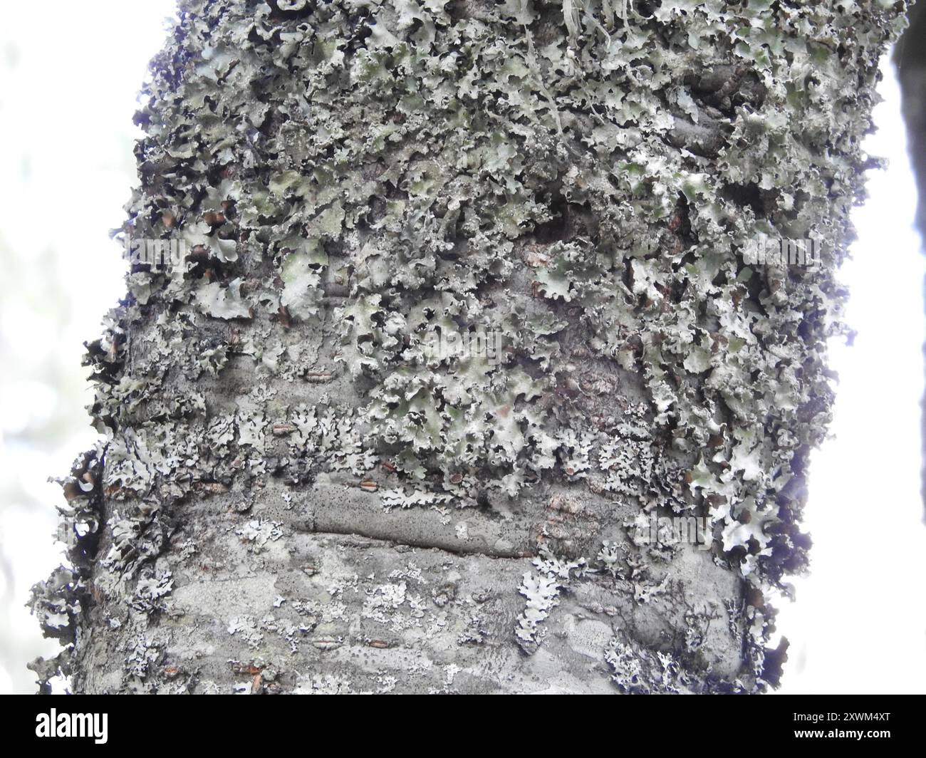 Mexican alder hi-res stock photography and images - Alamy