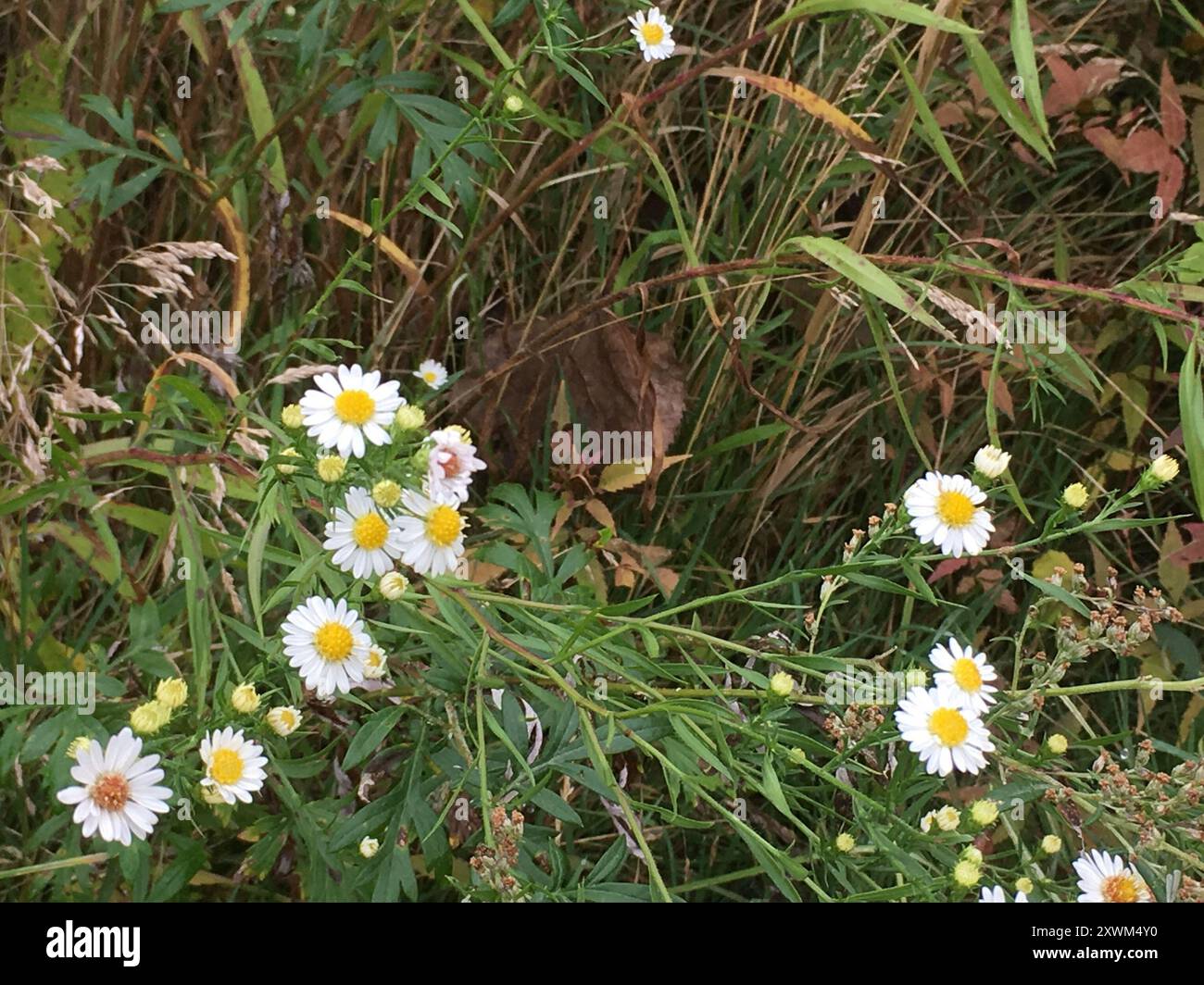 panicled aster (Symphyotrichum lanceolatum) Plantae Stock Photo - Alamy