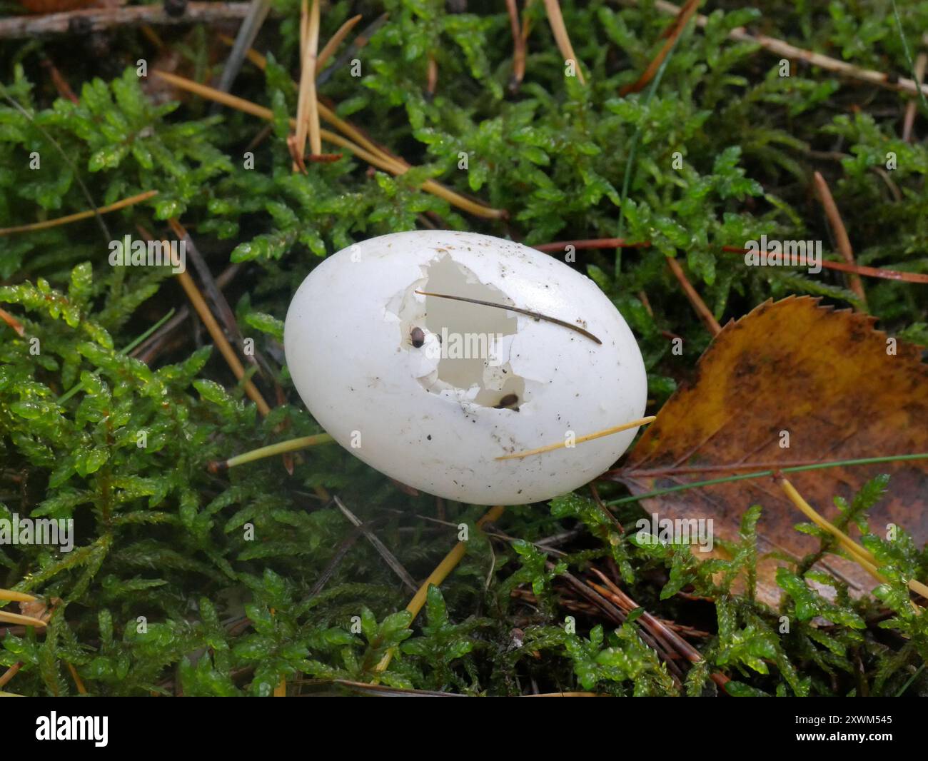 Birds (Aves) Aves Stock Photo - Alamy