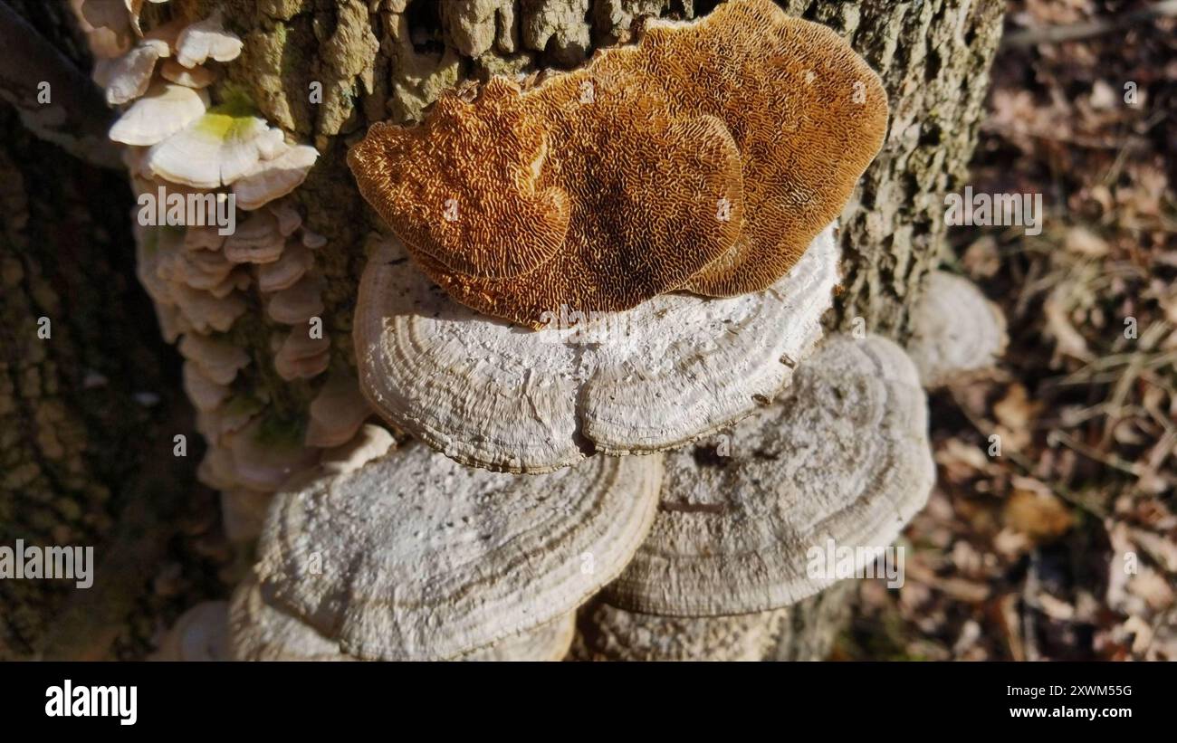 Thin-walled Maze Polypore (Daedaleopsis confragosa) Fungi Stock Photo ...