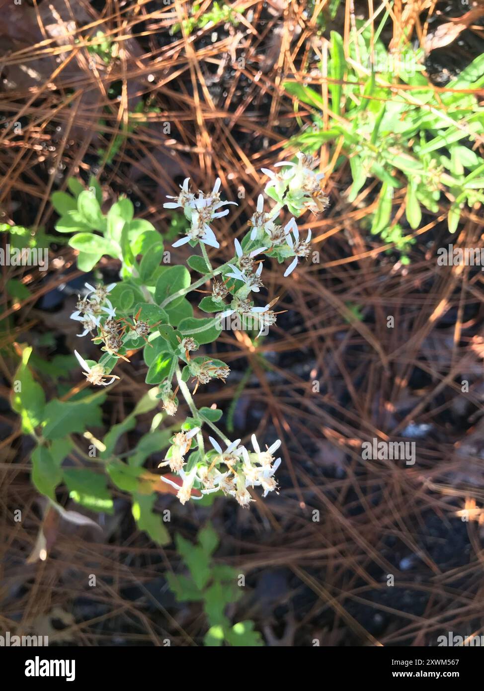 Dixie aster (Sericocarpus tortifolius) Plantae Stock Photo - Alamy