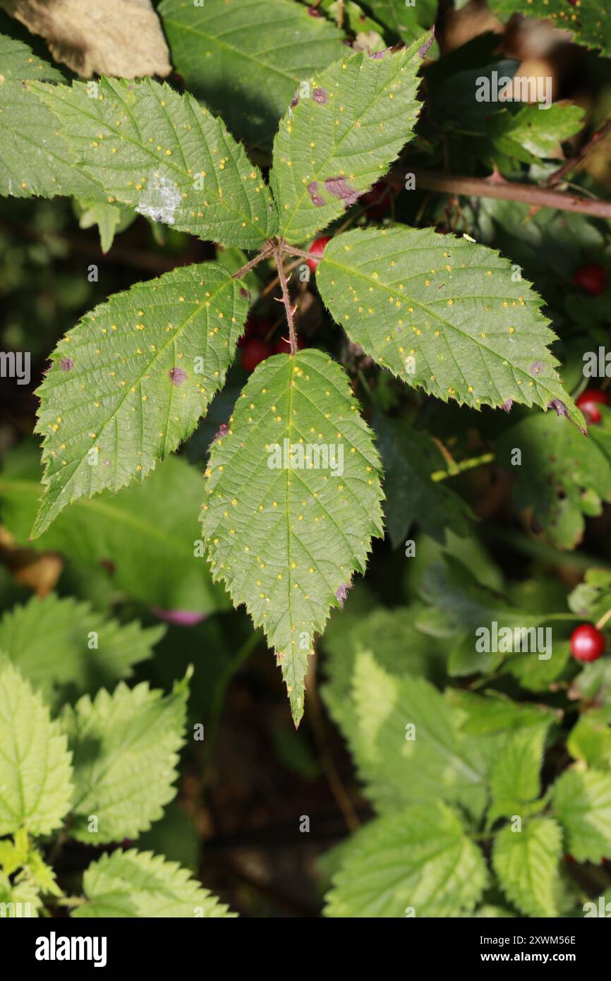 Rubus rust (Phragmidium violaceum) Fungi Stock Photo - Alamy